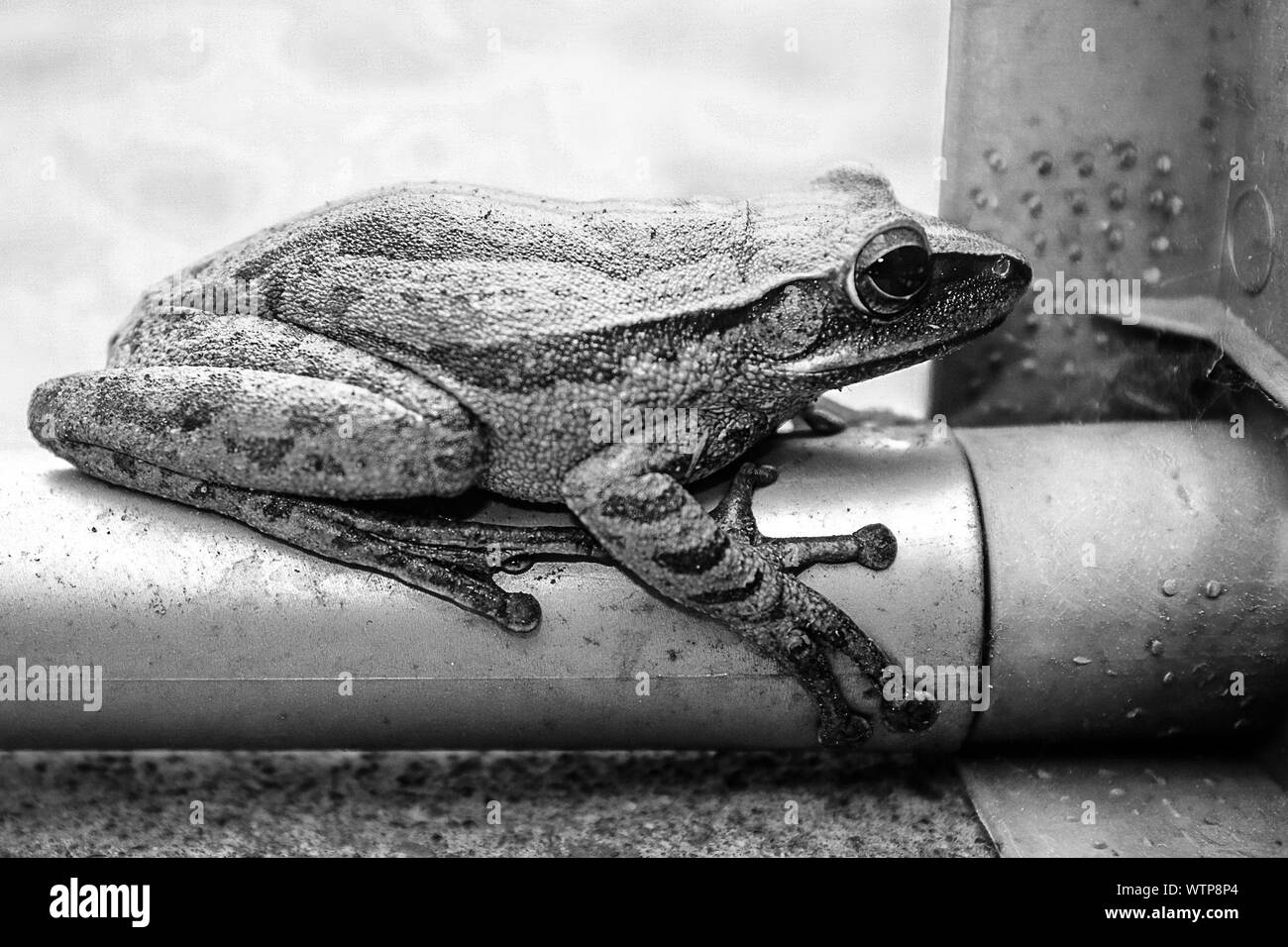 Frog Black and White Stock Photos & Images - Alamy