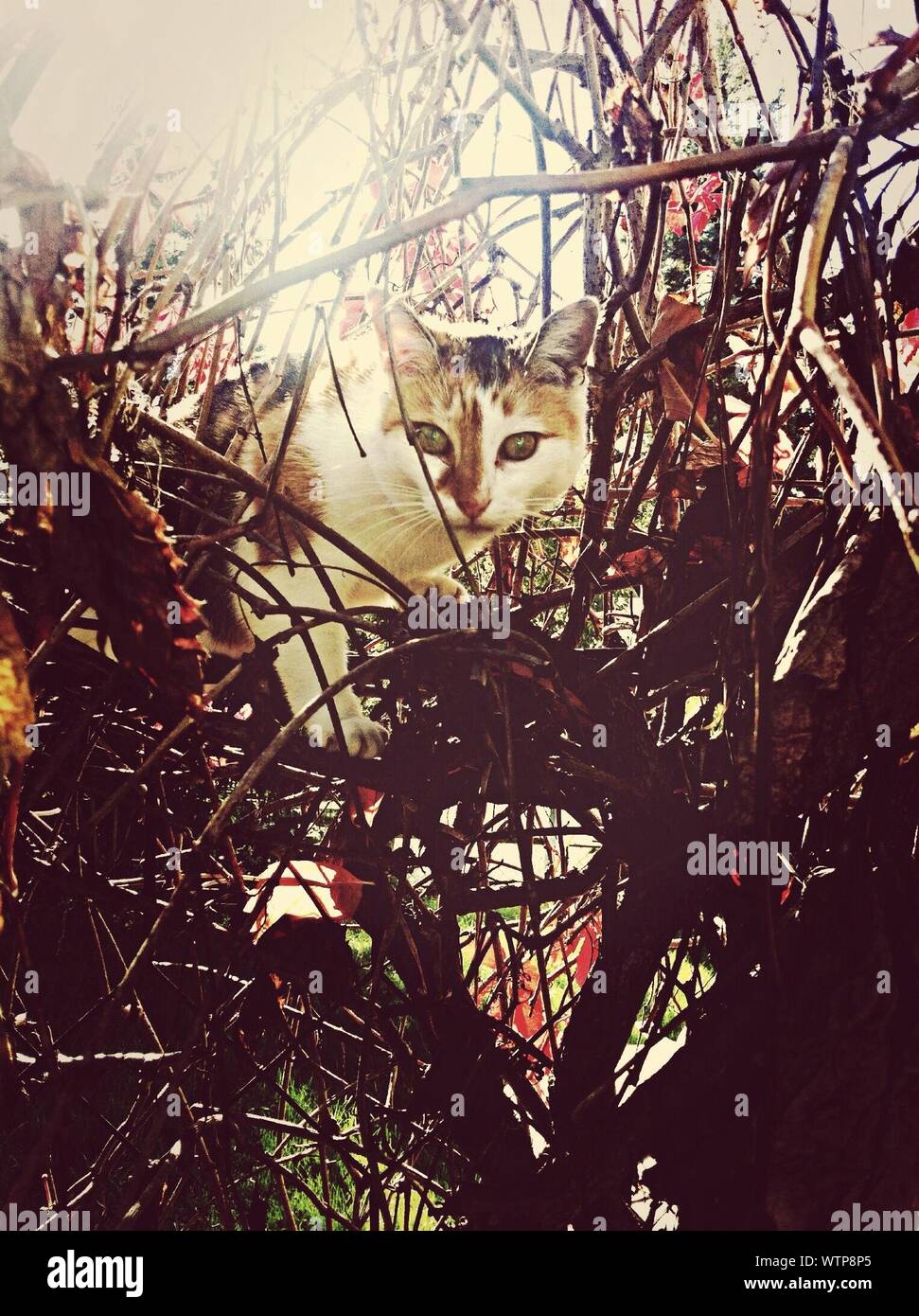 Cat In Bush High Resolution Stock Photography and Images - Alamy