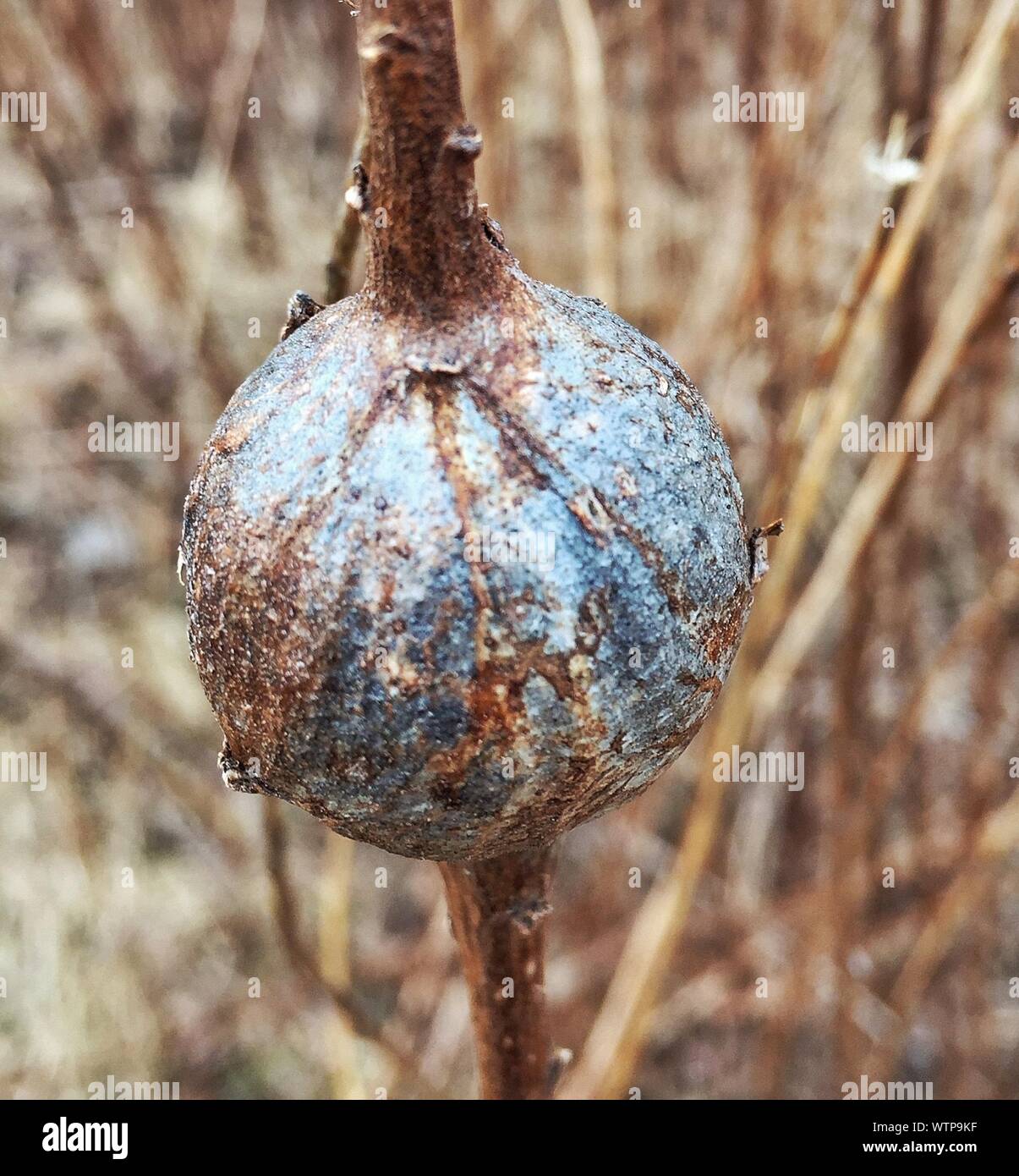 Close up seed hi-res stock photography and images - Alamy