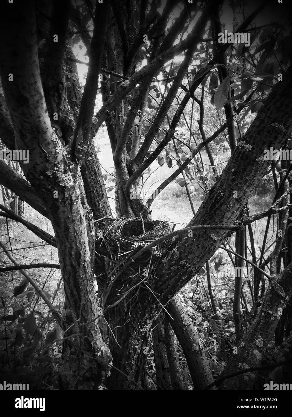 Empty tree branch hi-res stock photography and images - Alamy