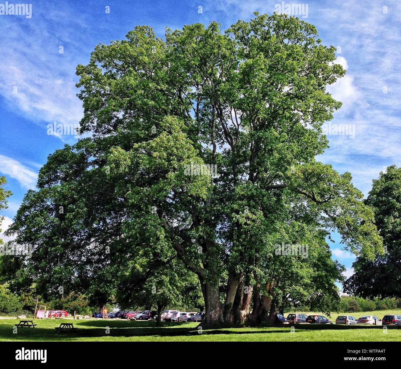Huge old tree hi-res stock photography and images - Alamy