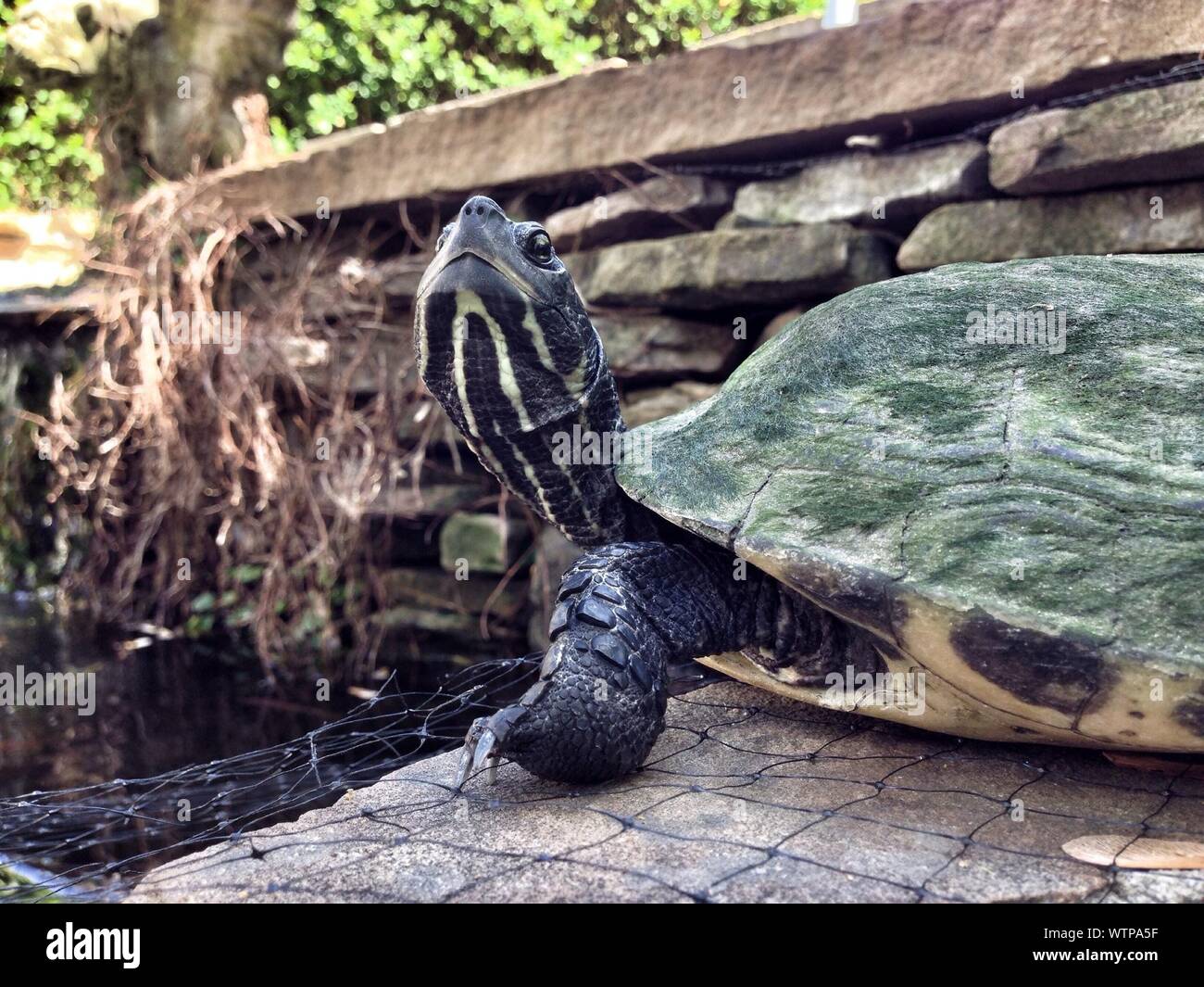 Concrete turtle hi-res stock photography and images - Alamy