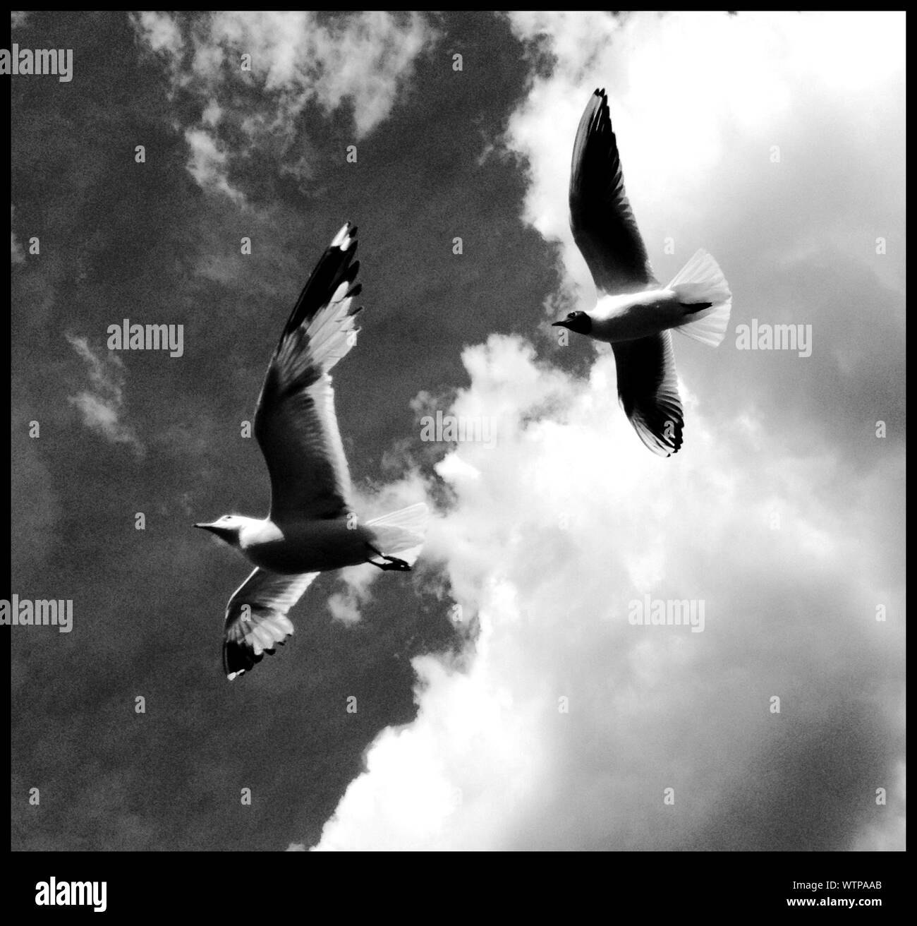 Flying bird print below hi-res stock photography and images - Alamy
