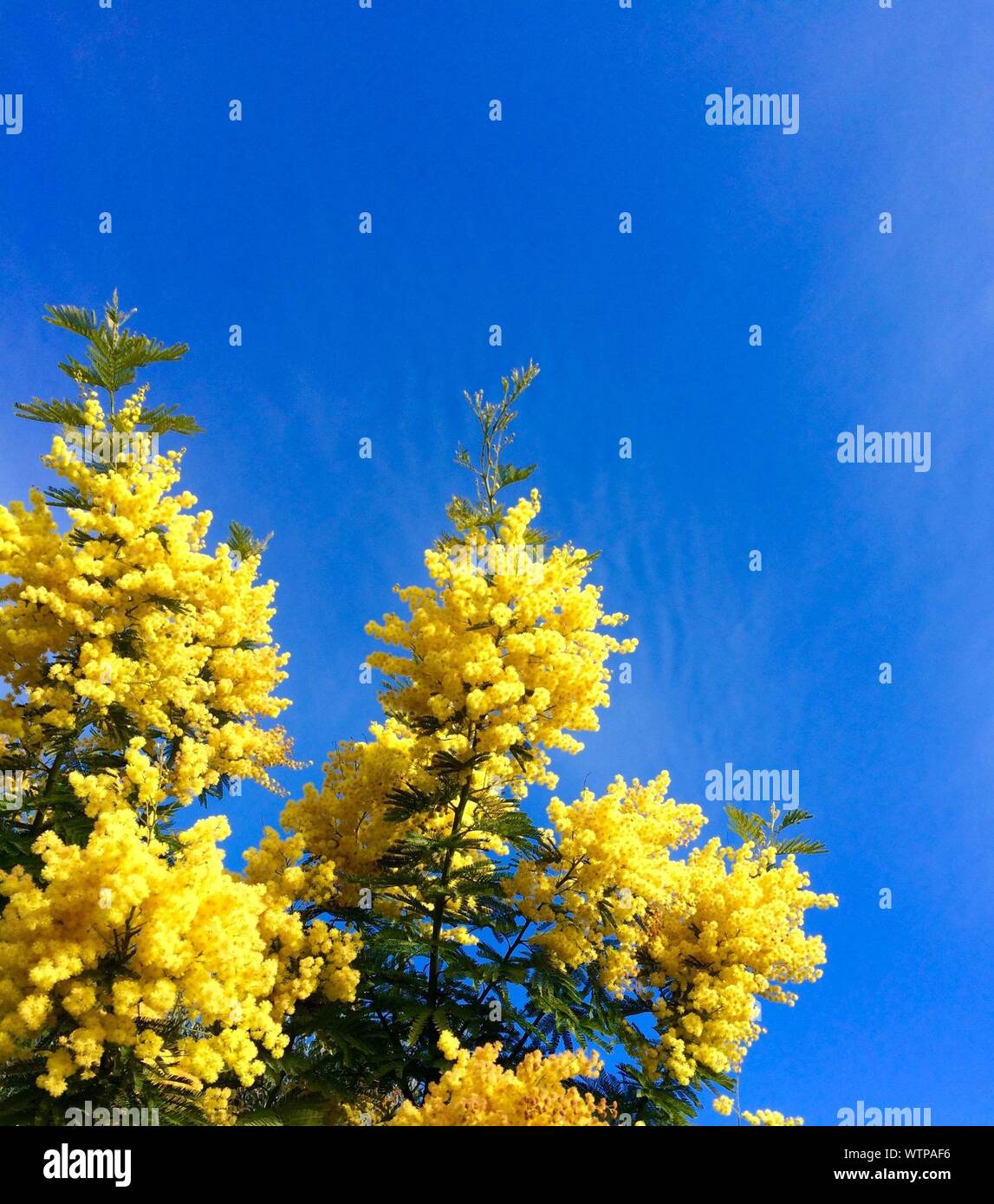 Acacia flowers hi-res stock photography and images - Alamy