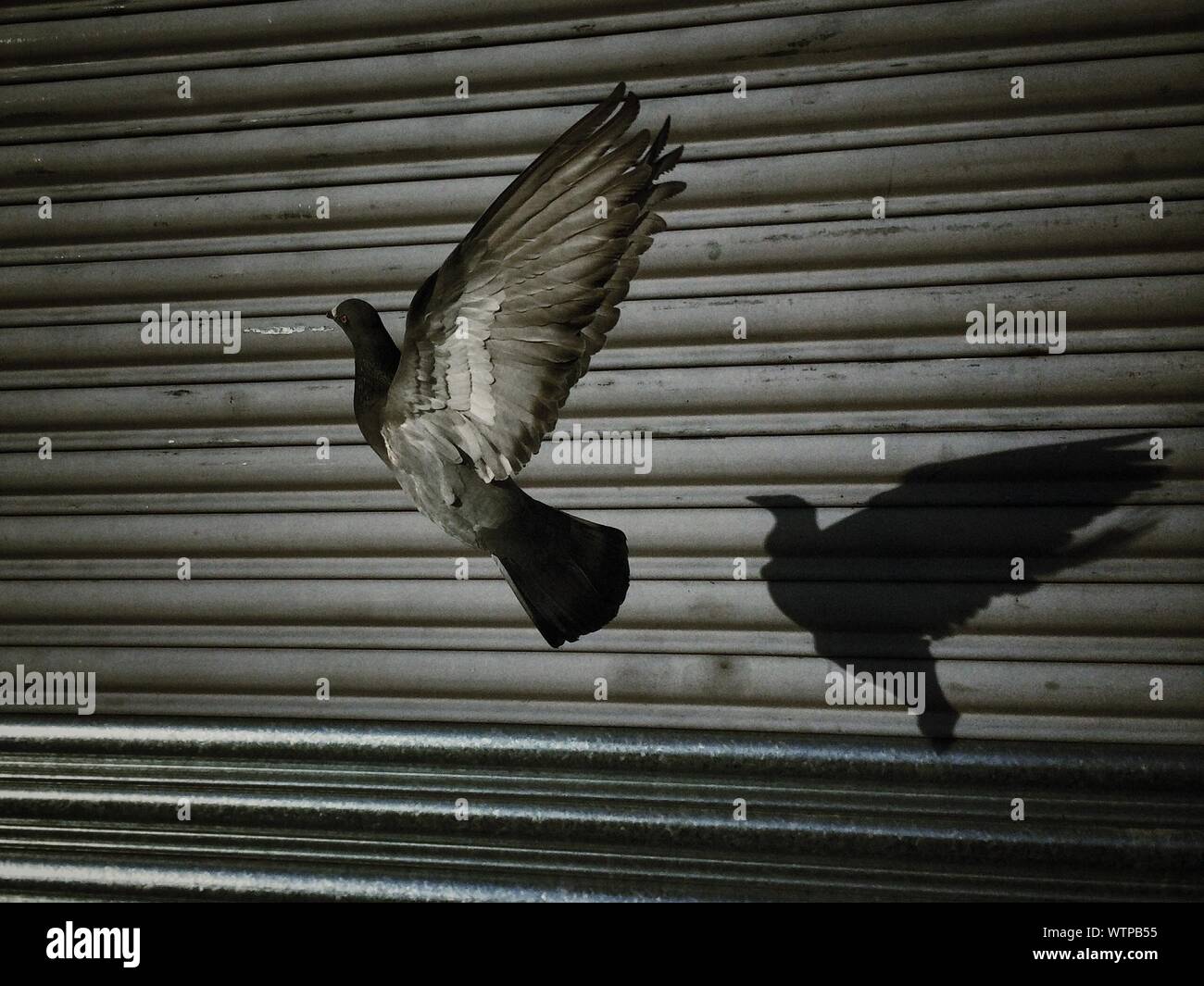 Corrugated wings hi-res stock photography and images - Alamy