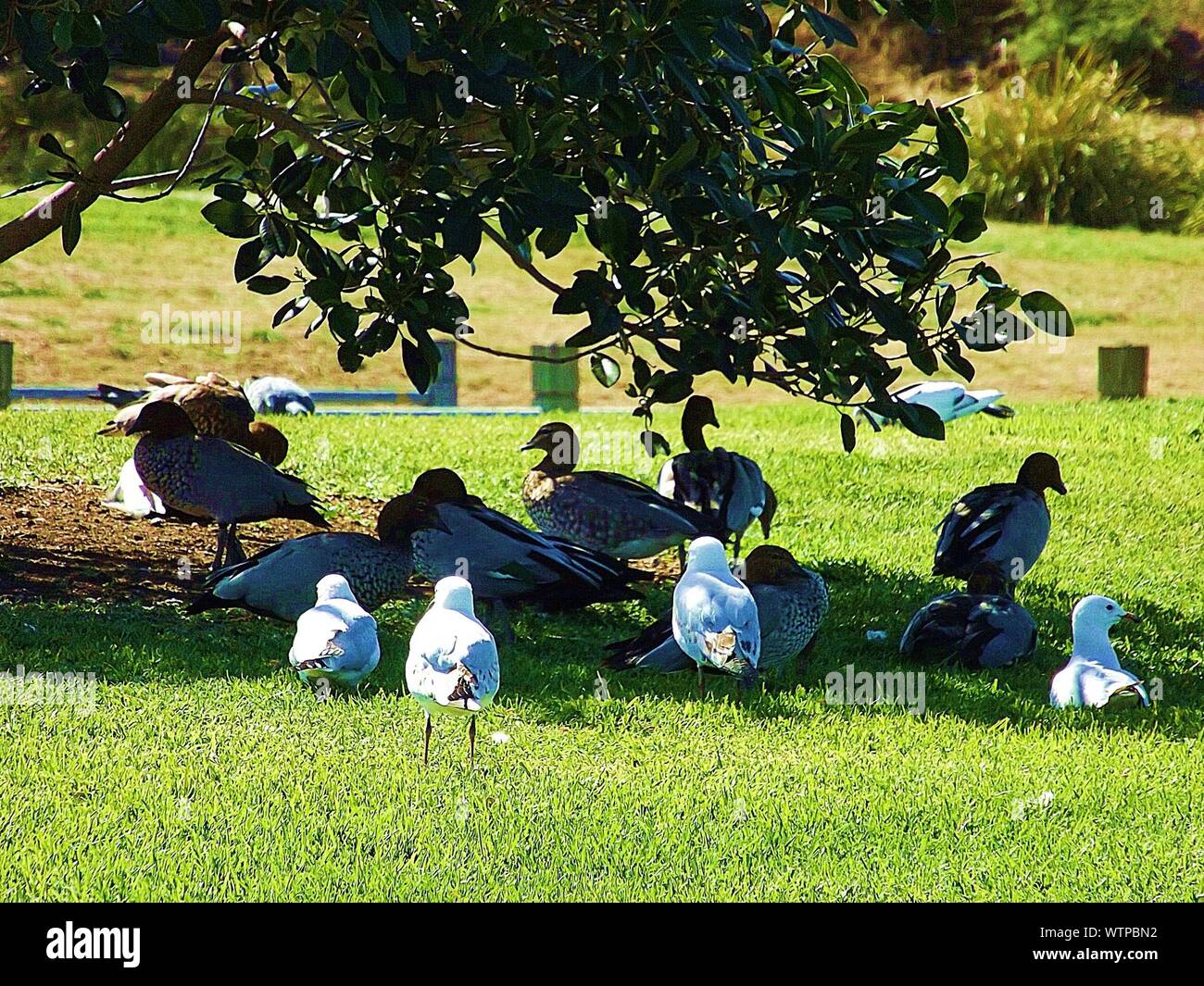 Grassland birds hi-res stock photography and images - Alamy