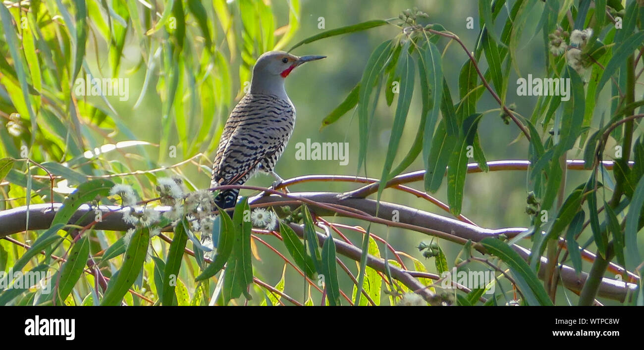 Northern flicker bird hi-res stock photography and images - Alamy