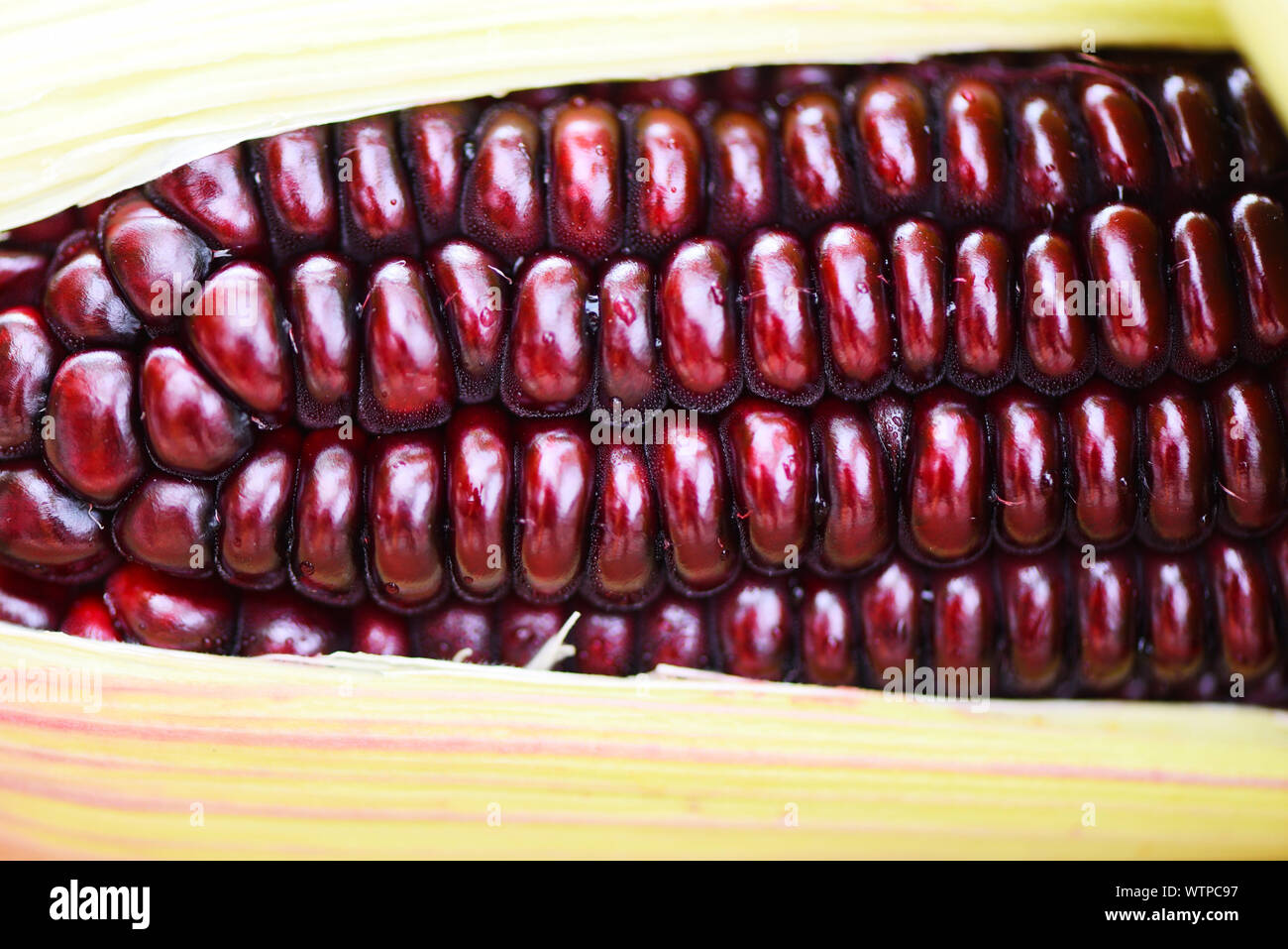 Purple corn fresh close up / Siam Ruby Queen or sweet red corn on cob ...