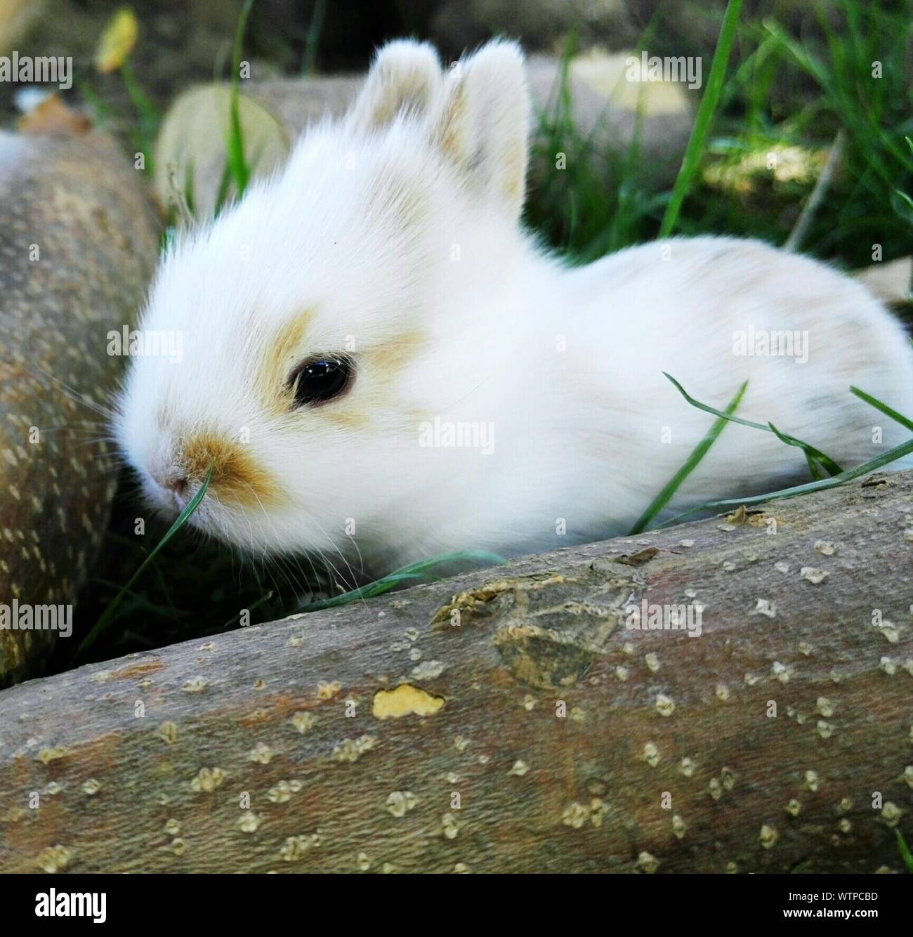 Rabbit baby animals hi-res stock photography and images - Alamy