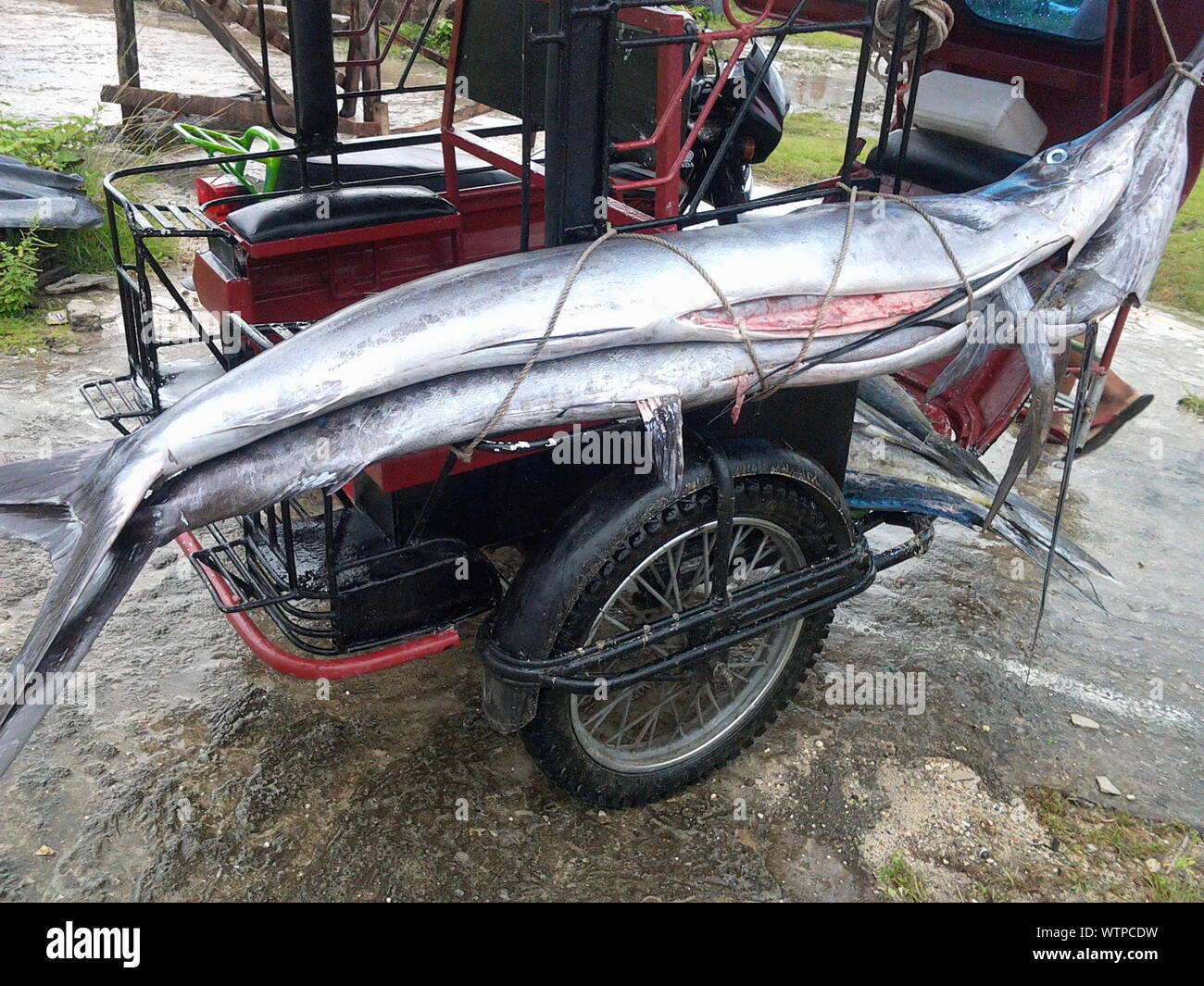 Species of marlin hi-res stock photography and images - Alamy