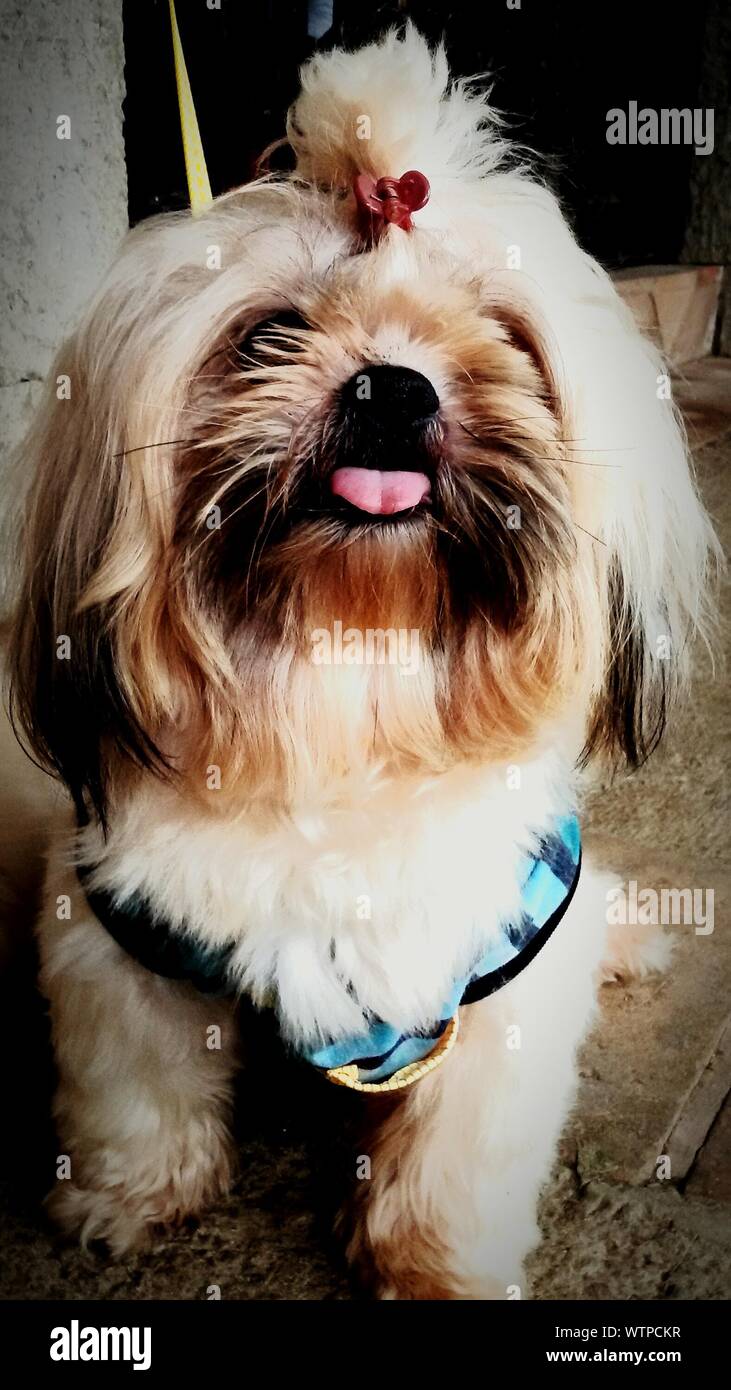 Why Do Shih Tzus Stick Out Their Tongue