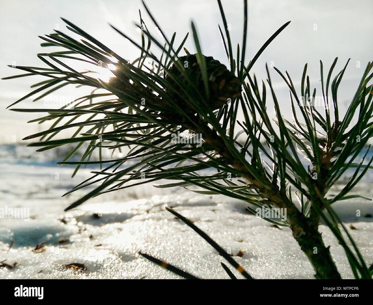 Tree branch beach hi-res stock photography and images - Alamy