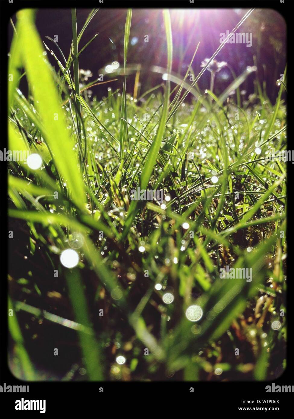 Grassy field night field hi-res stock photography and images - Alamy