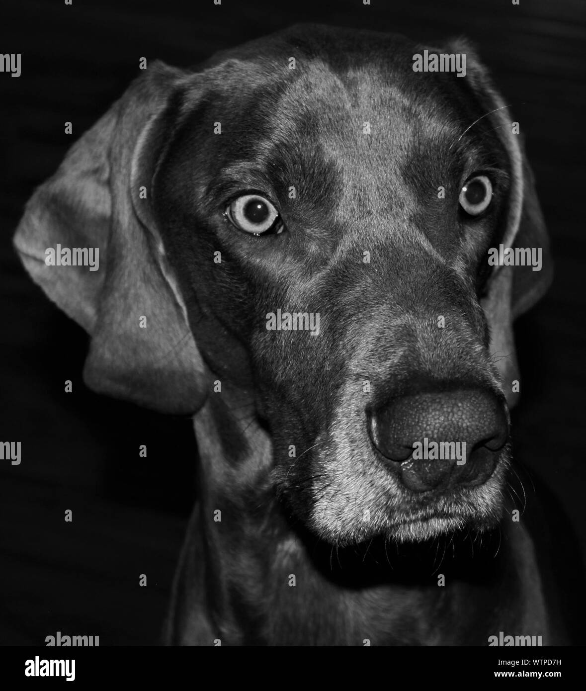 Shocked Dog High Resolution Stock Photography and Images - Alamy