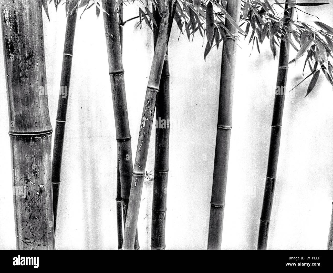 White bamboo hi-res stock photography and images - Alamy