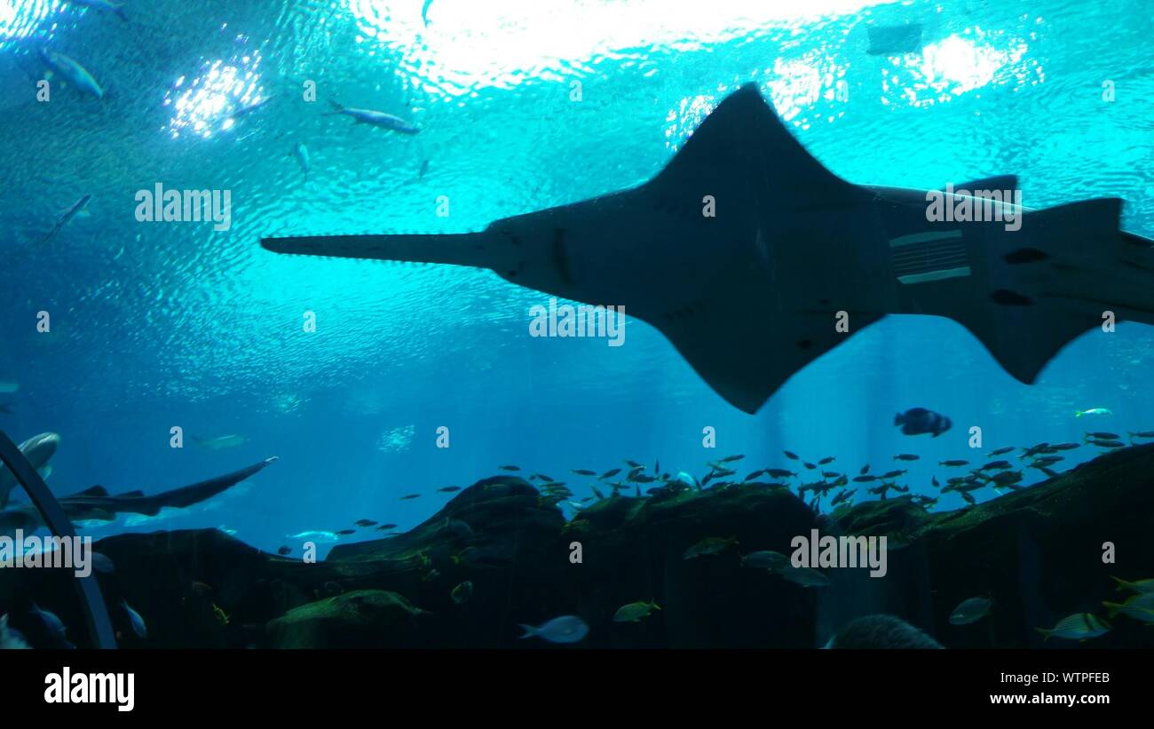 Large sawfish hi-res stock photography and images - Alamy