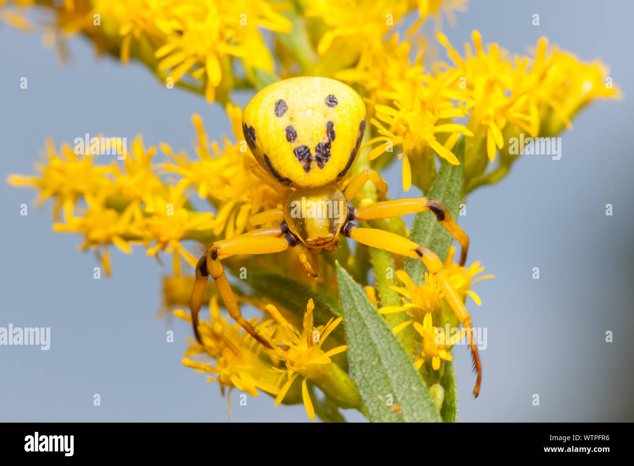 A female Whitebanded Crab Spider (Misumenoides formosipes) waits for ...