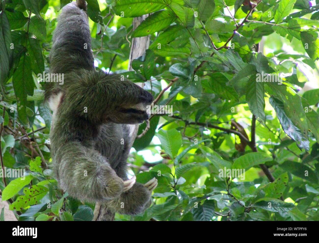 Sloth Tree High Resolution Stock Photography and Images - Alamy