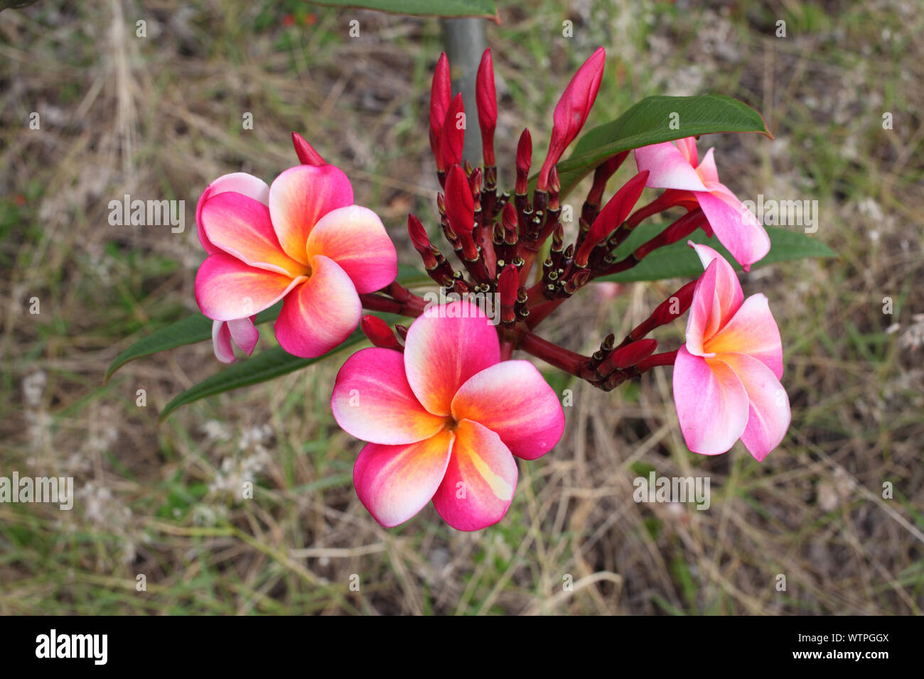 Melia flowers hi-res stock photography and images - Alamy