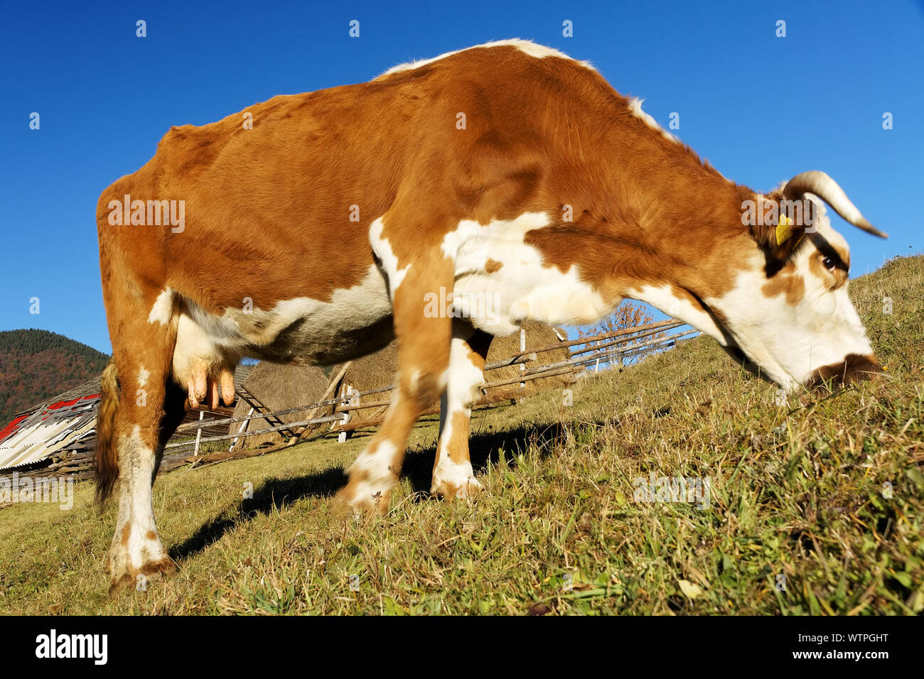 Cow on a hill hi-res stock photography and images - Alamy