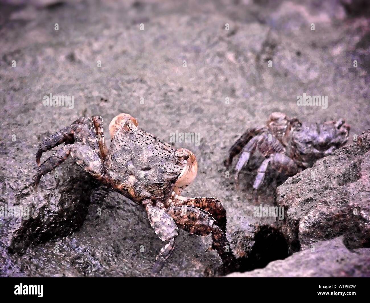 Crabs on the rock hi-res stock photography and images - Alamy