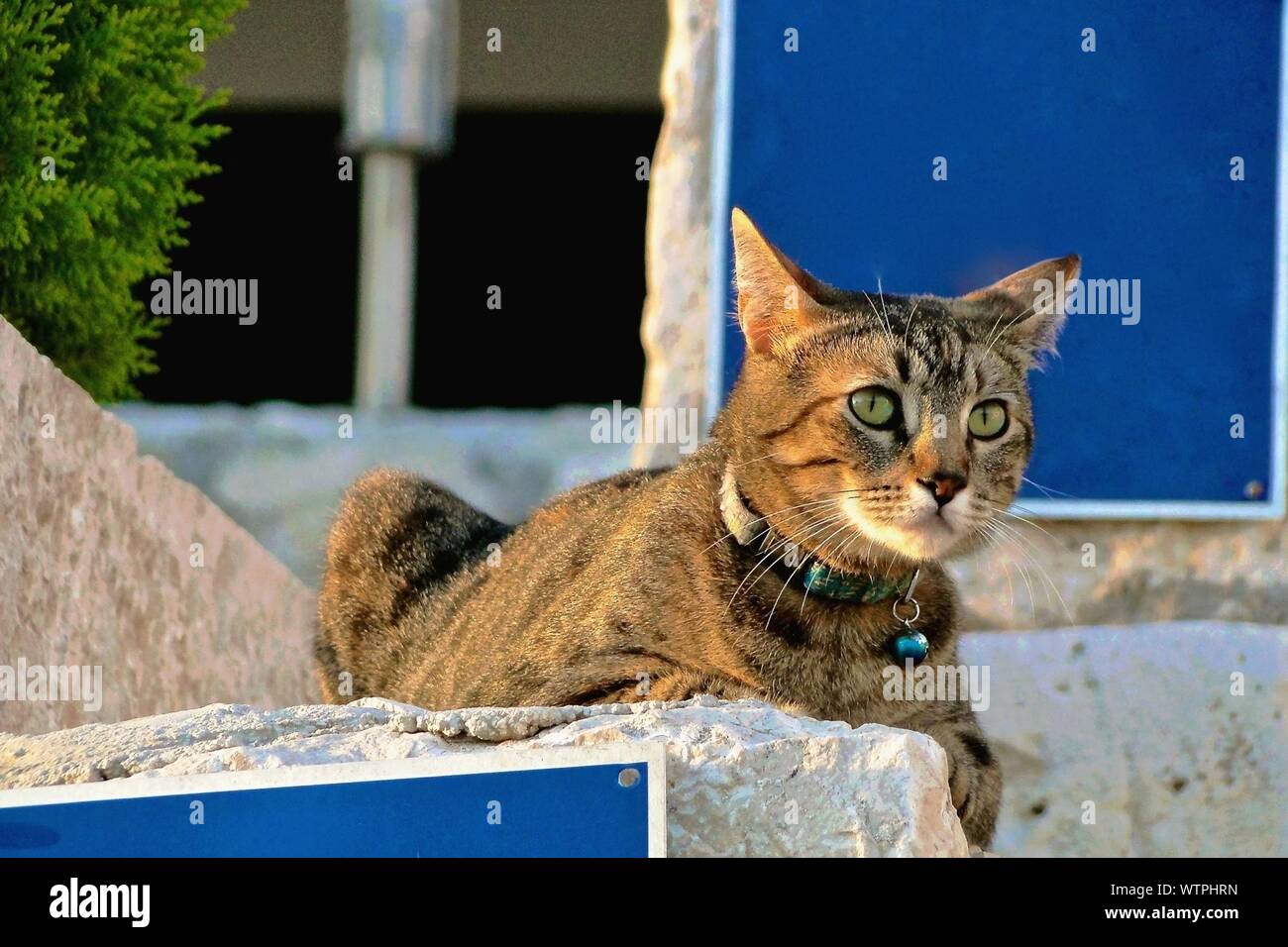 Elegant animals hi-res stock photography and images - Alamy