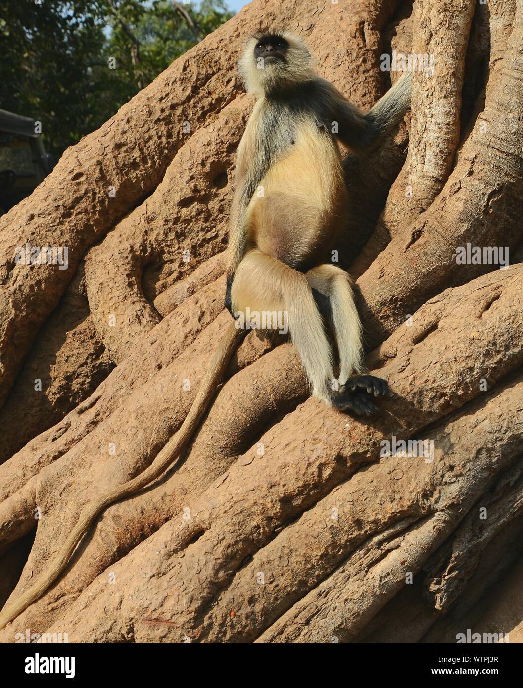 Sitting tree roots hi-res stock photography and images - Alamy