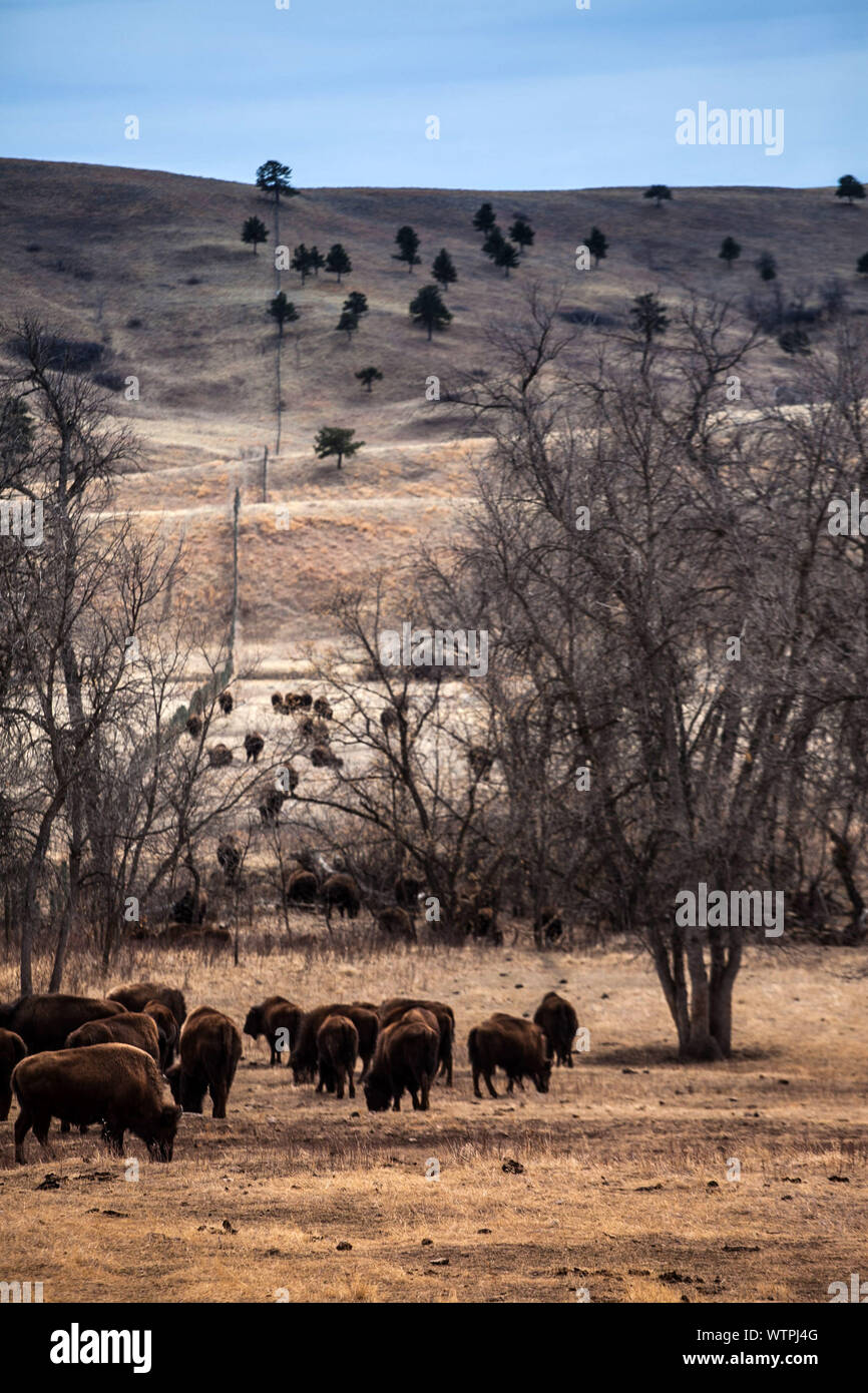 Custer state park bison in hi-res stock photography and images - Alamy
