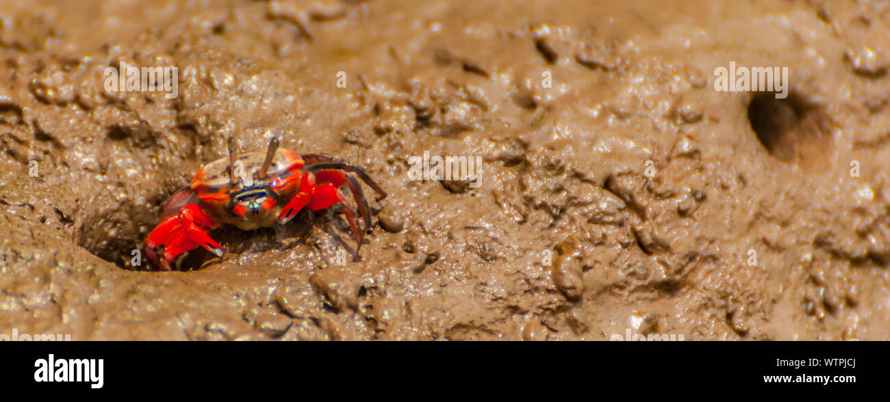 Red mud crab hi-res stock photography and images - Alamy