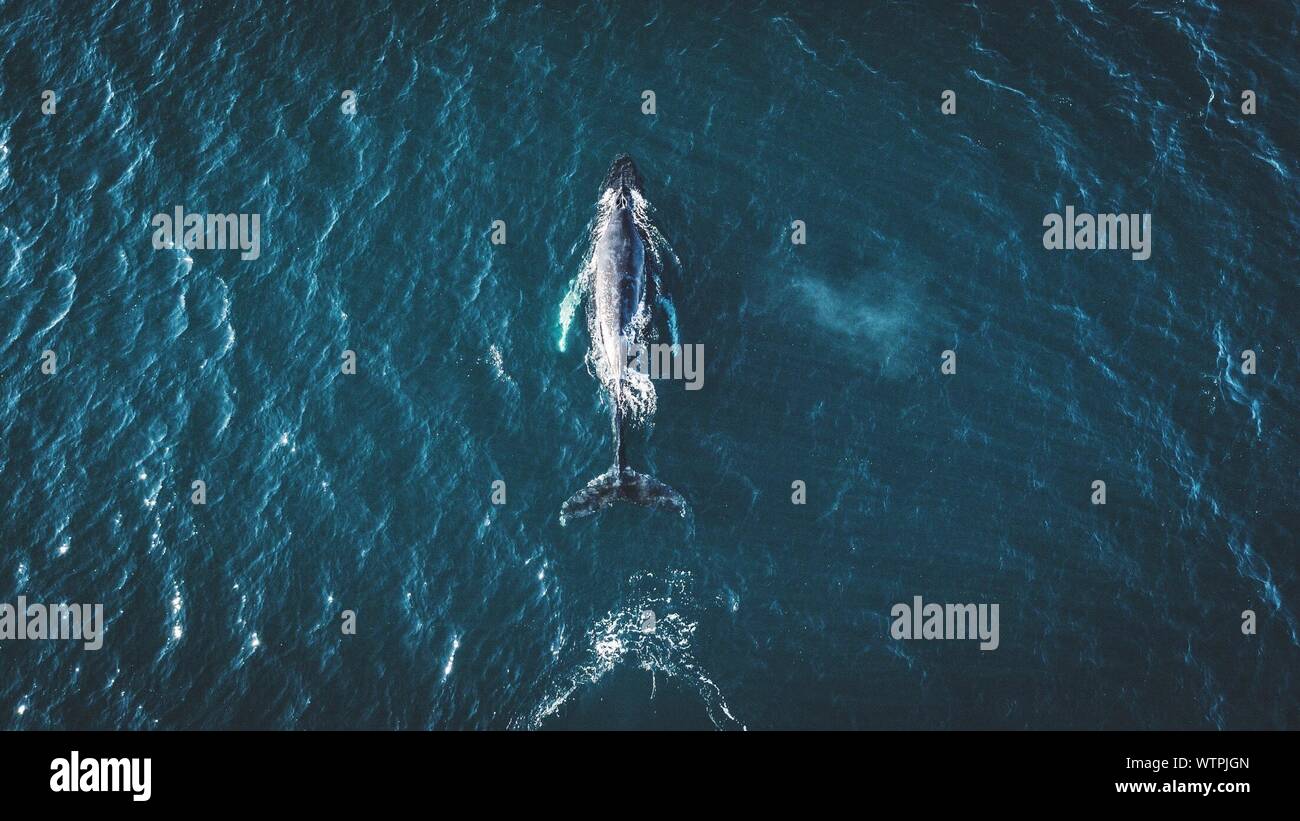 Above water whale wildlife hi-res stock photography and images - Alamy