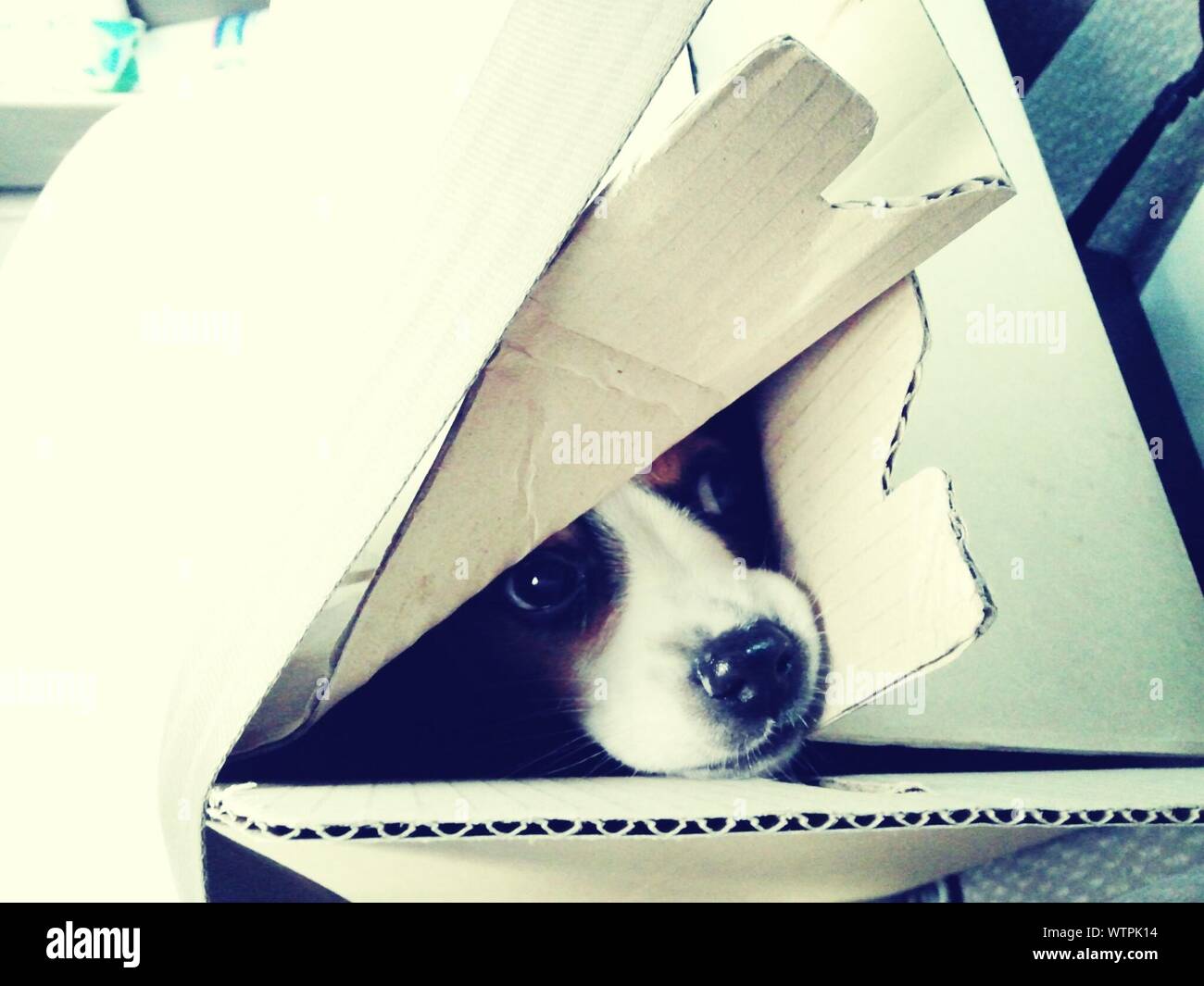 Peeking out of box hi-res stock photography and images - Alamy