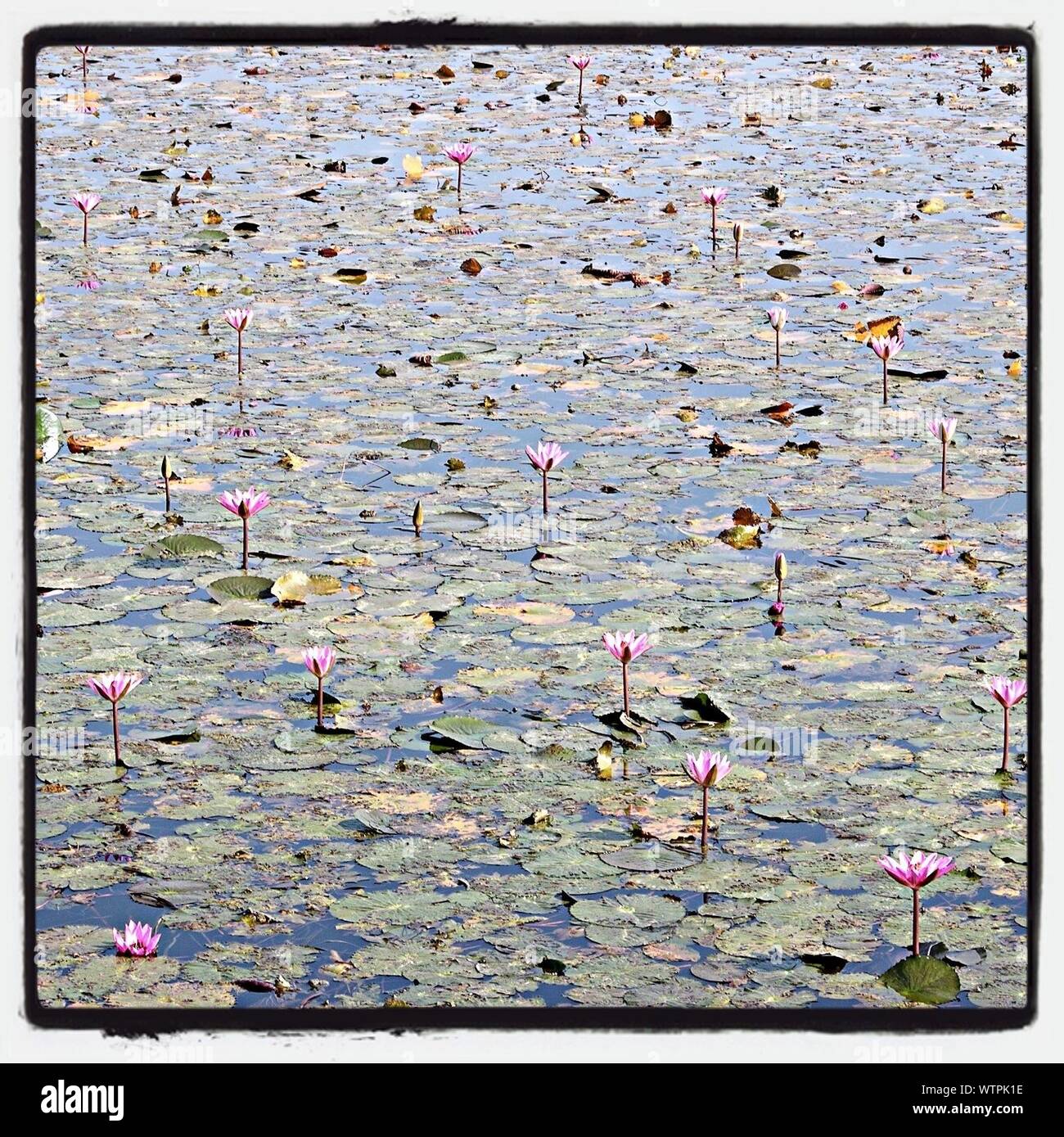 Water lilies floating in pond hi-res stock photography and images - Alamy