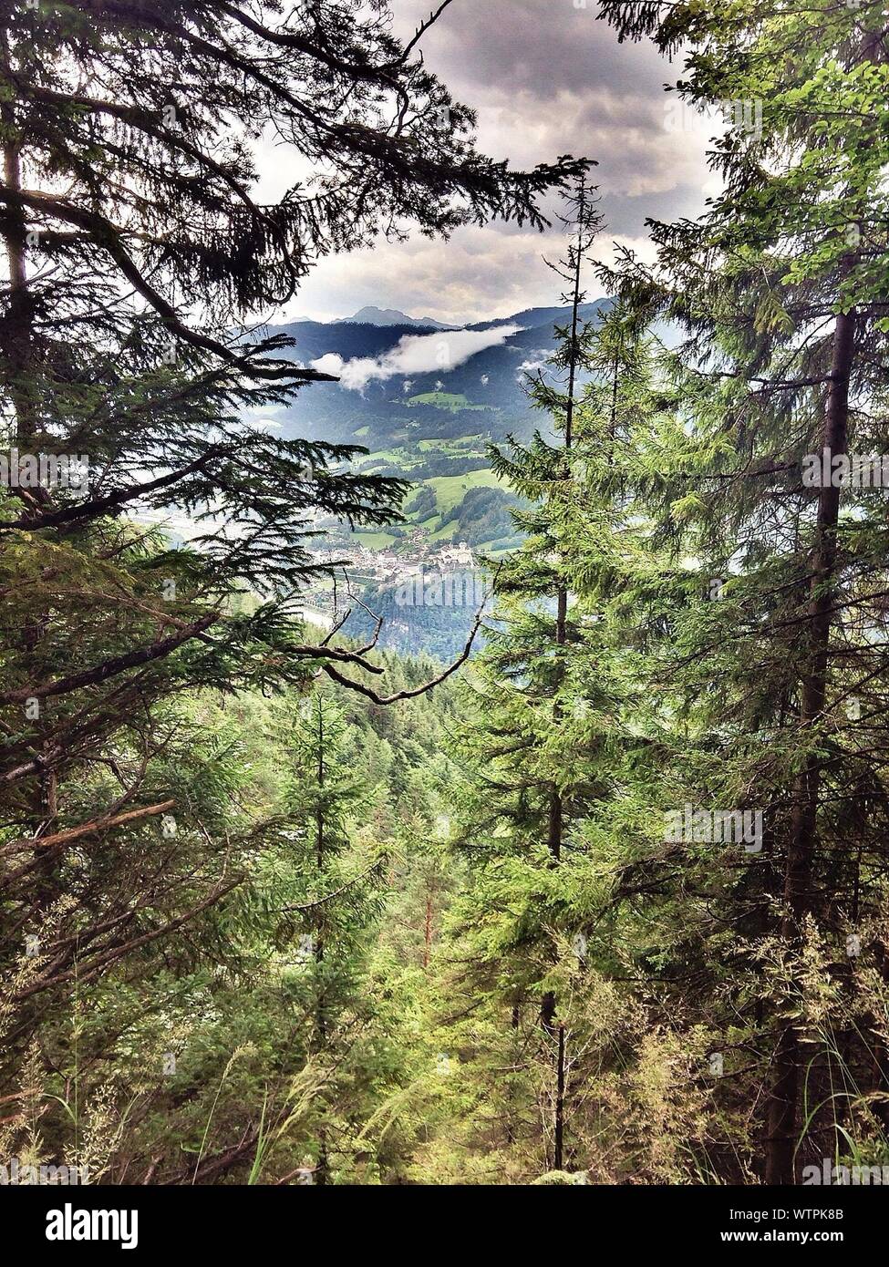 Coniferous trees landscape hi-res stock photography and images - Alamy