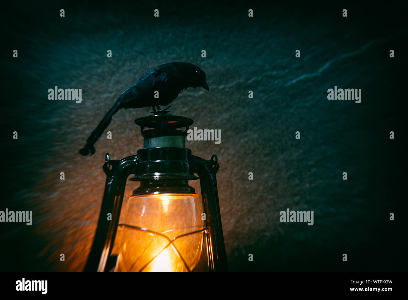 Crow sitting on a old lantern lights at night and dark background with ...