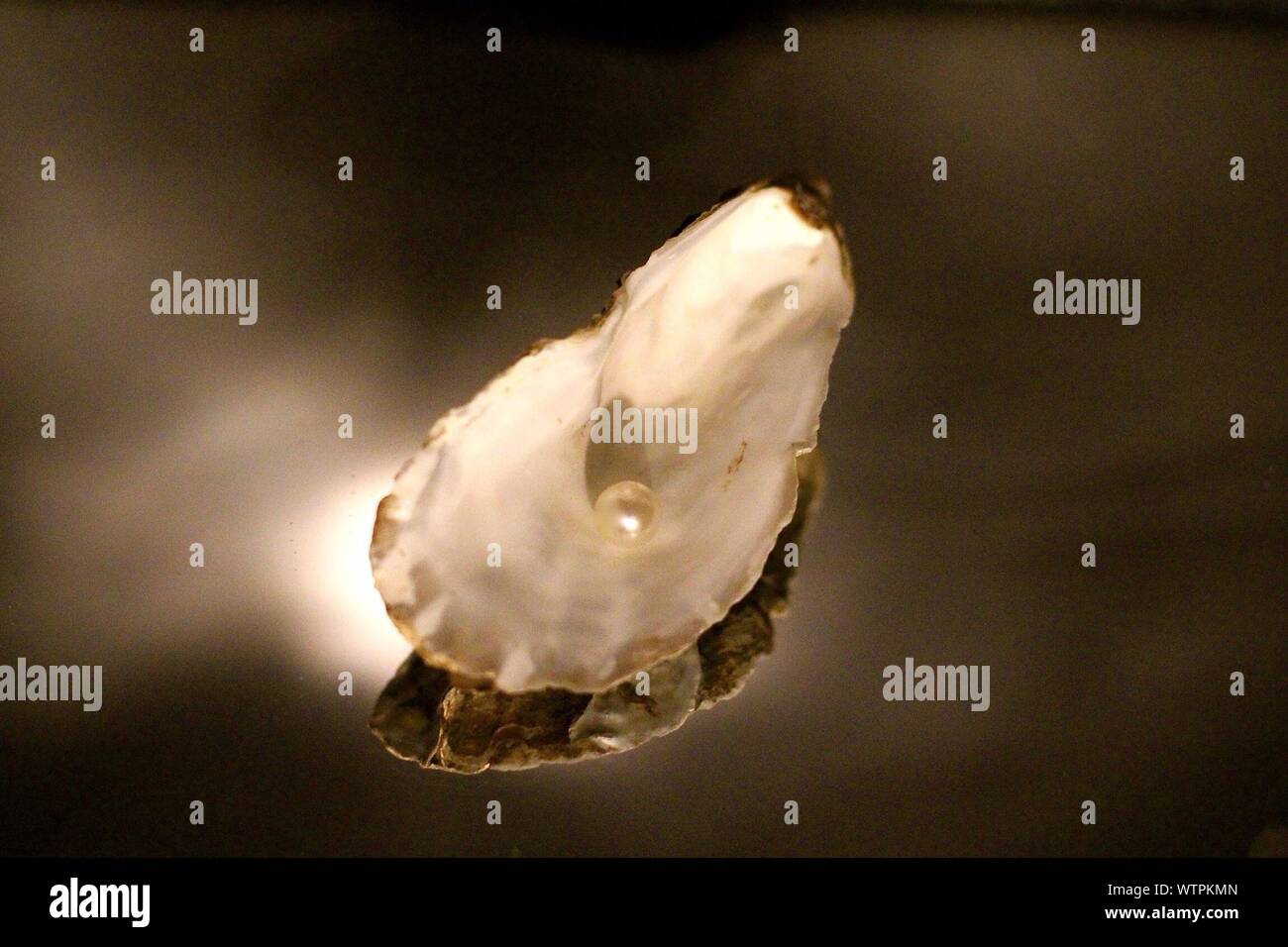 Pearl oyster shell hi-res stock photography and images - Alamy