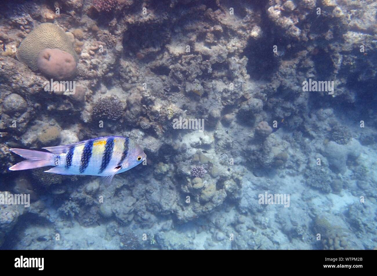 Fish Swimming In Sea Stock Photo - Alamy
