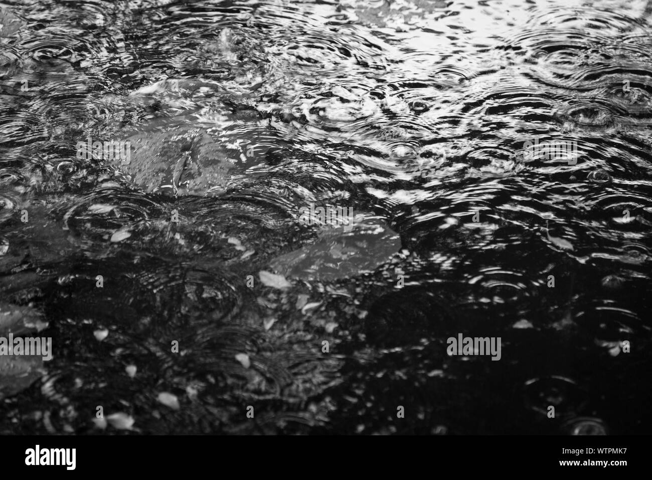 Puddle of rain Black and White Stock Photos & Images - Alamy