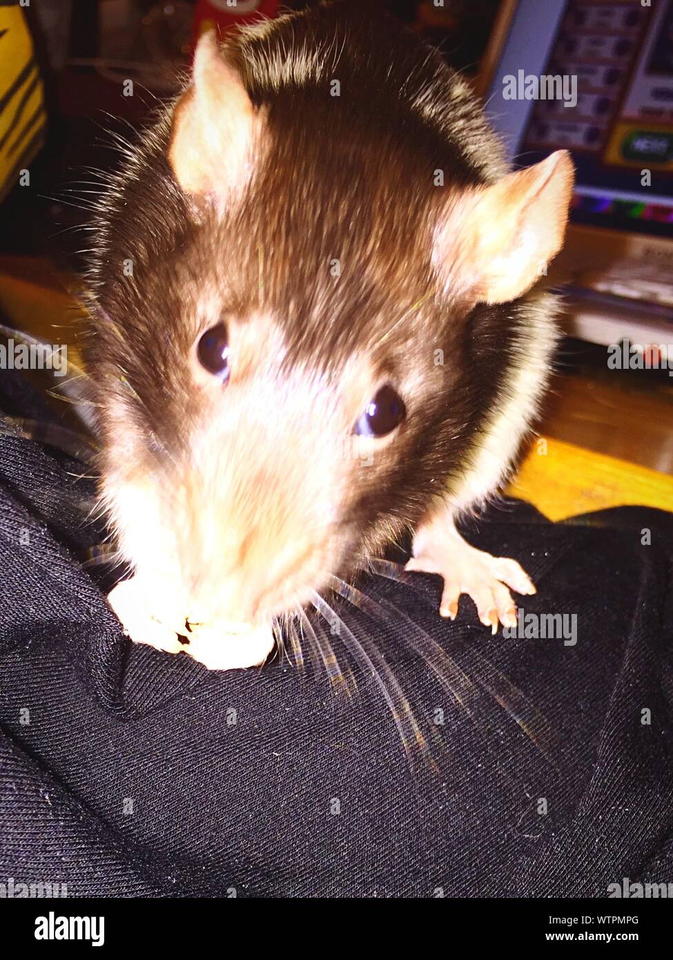 Portrait Of Rat Stock Photo - Alamy
