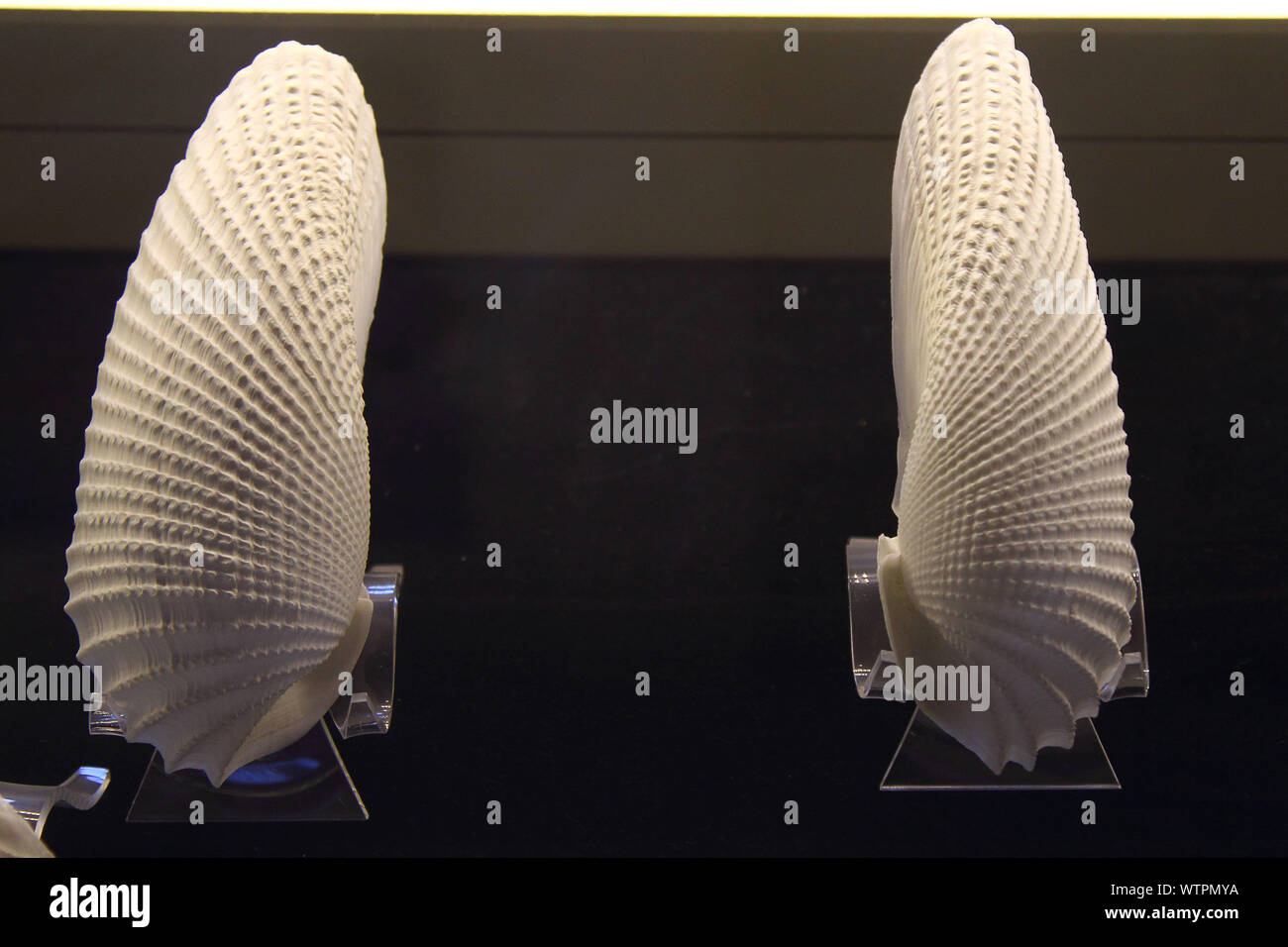 Isolated seashells from the sea and sea. Different types and shapes of ...