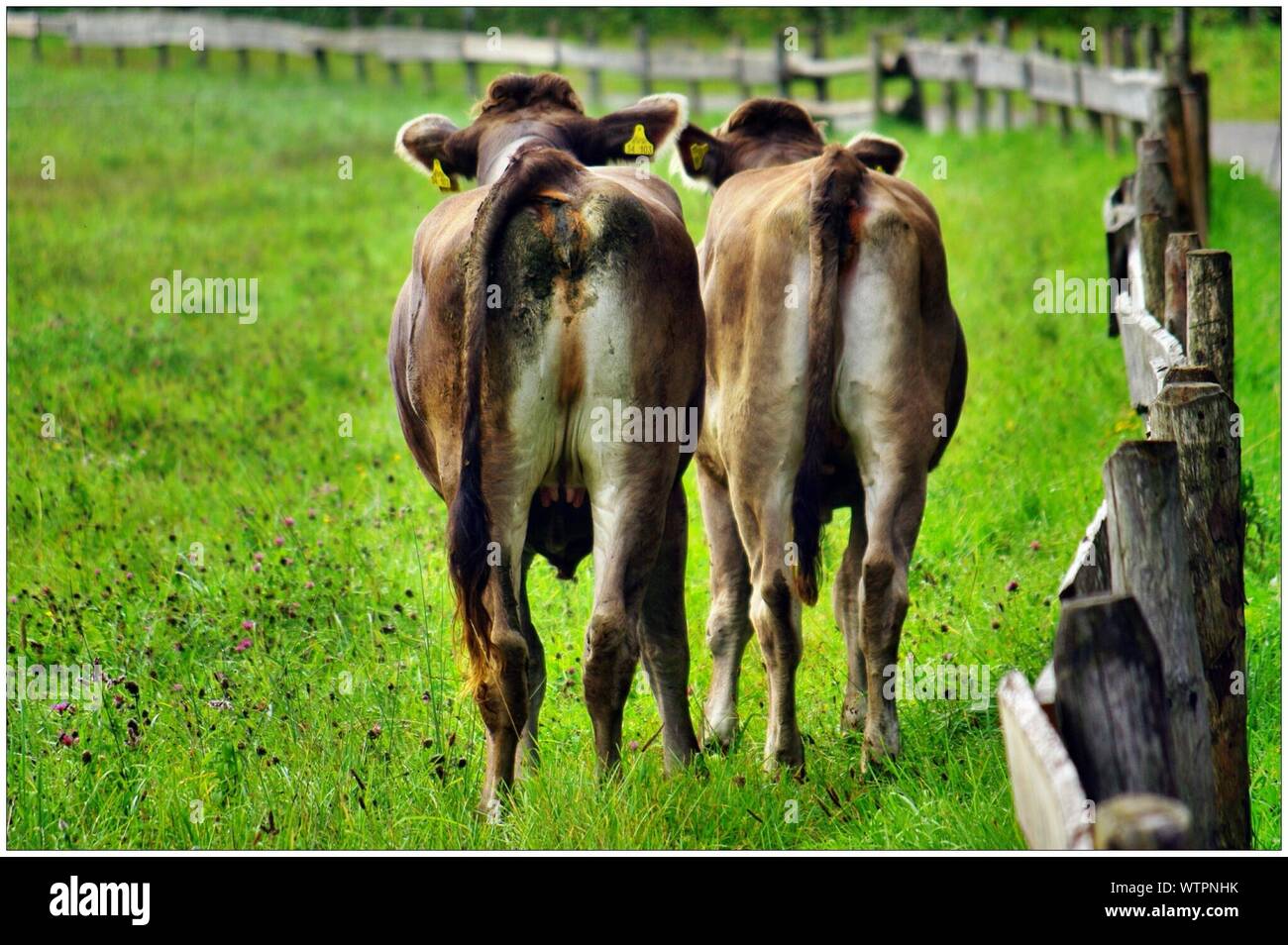Animal animals cattle cow cows Cut Out Stock Images & Pictures - Alamy