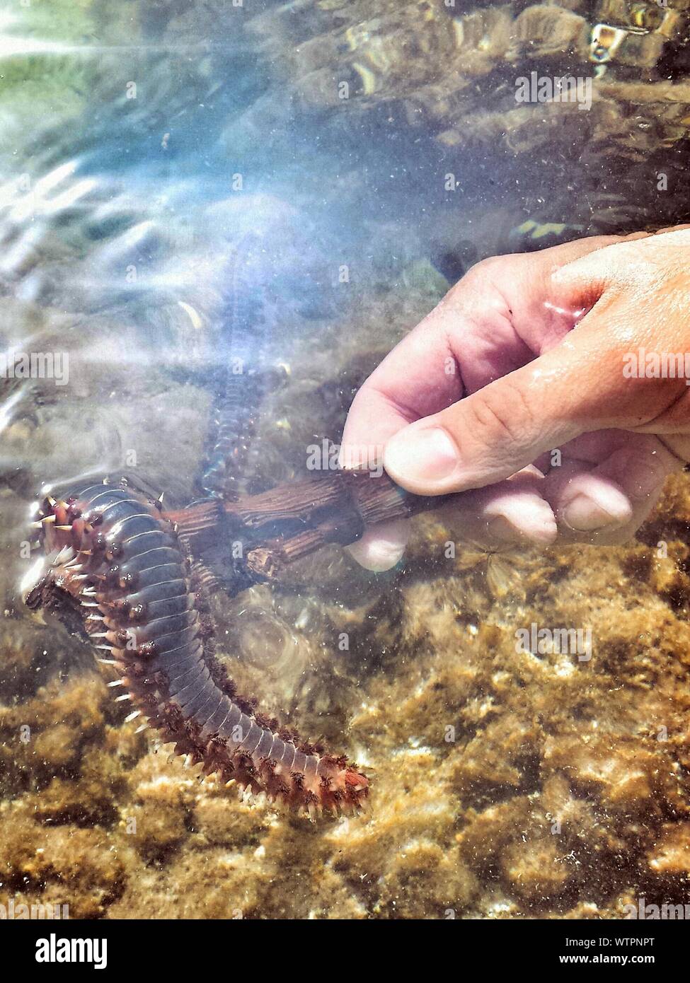 The human centipede hi-res stock photography and images - Alamy