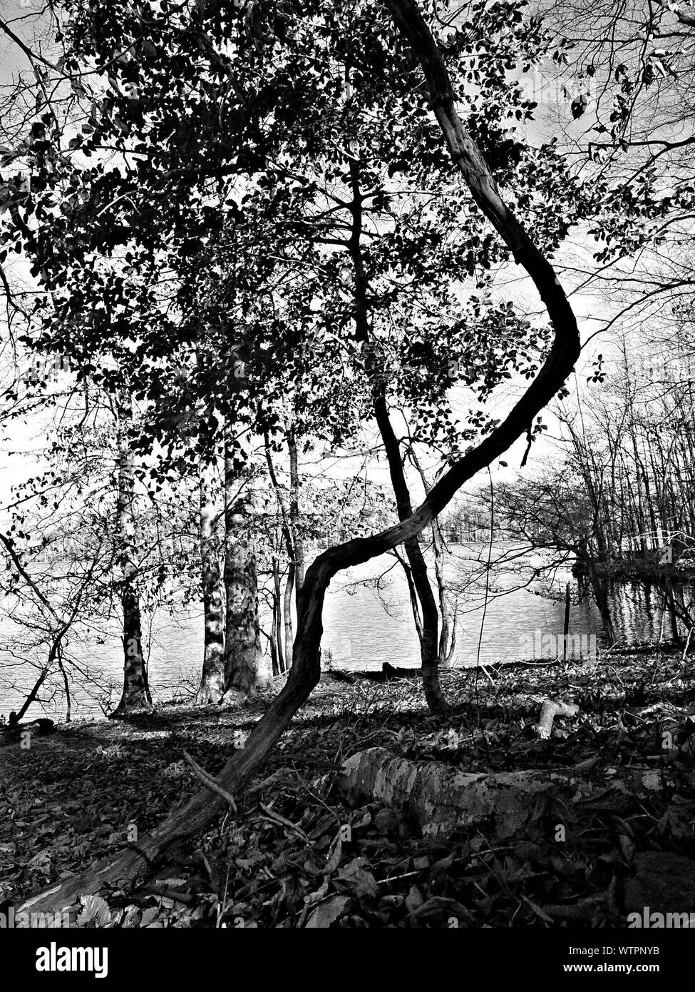 Curve forest hi-res stock photography and images - Alamy