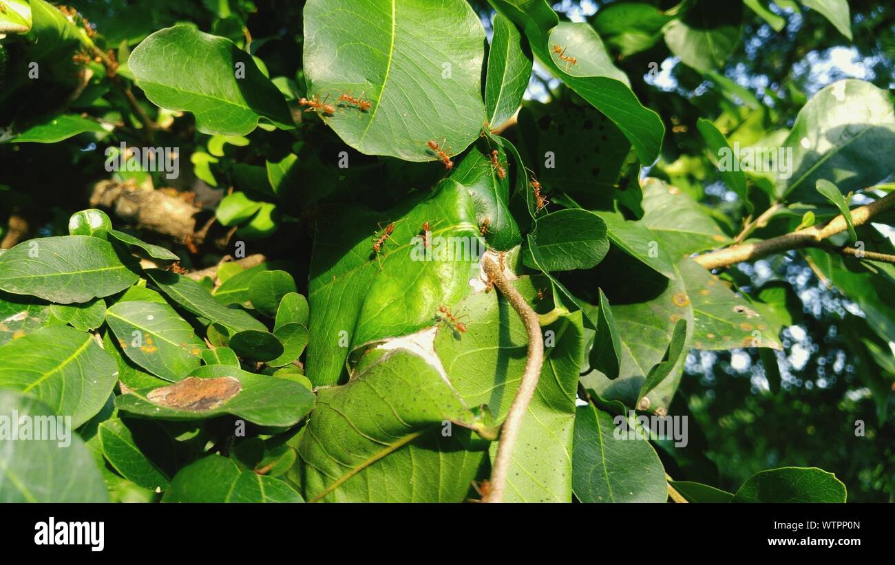 Red ants of thailand hi-res stock photography and images - Alamy