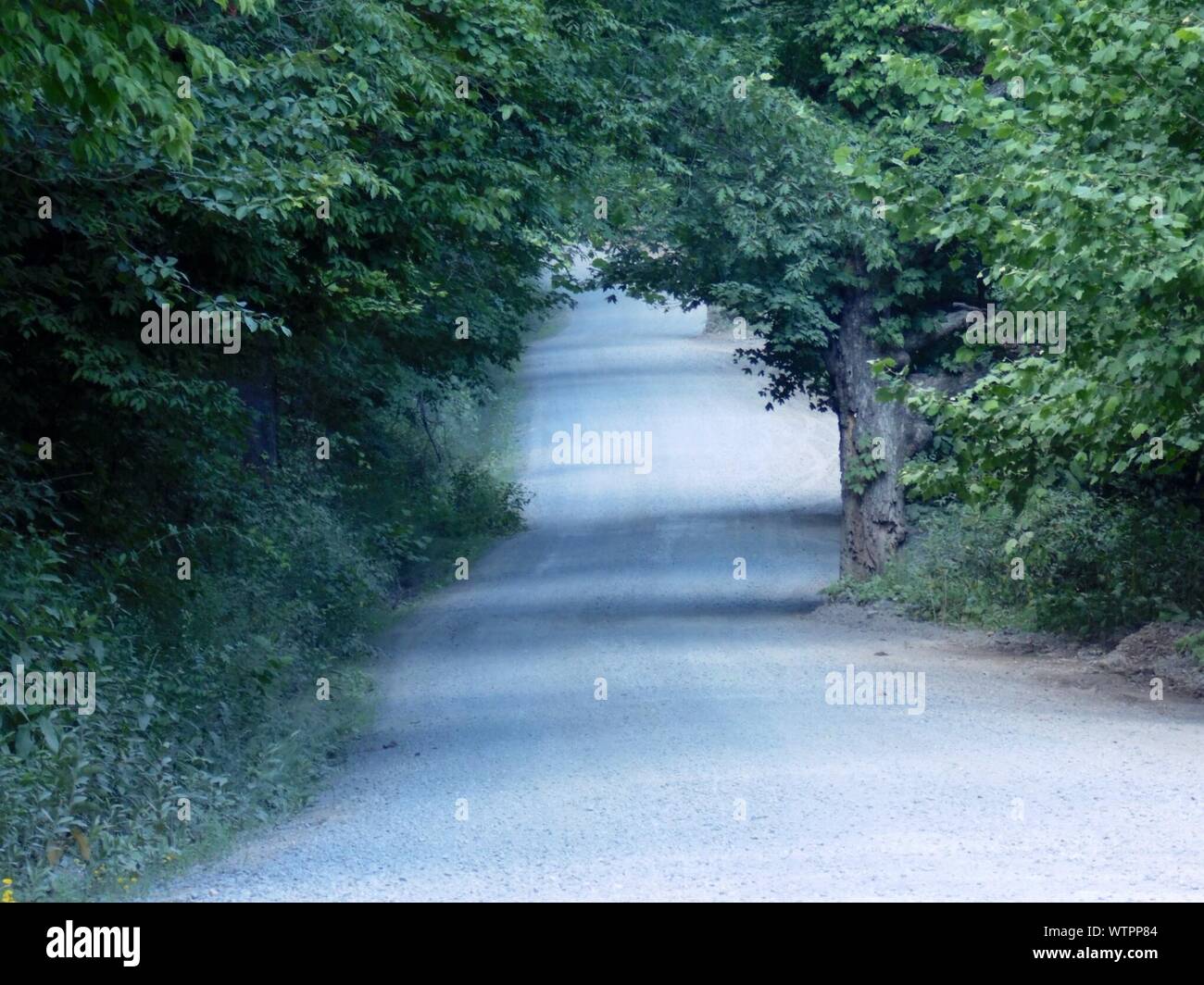 Empty Long Road Along Trees Stock Photo - Alamy