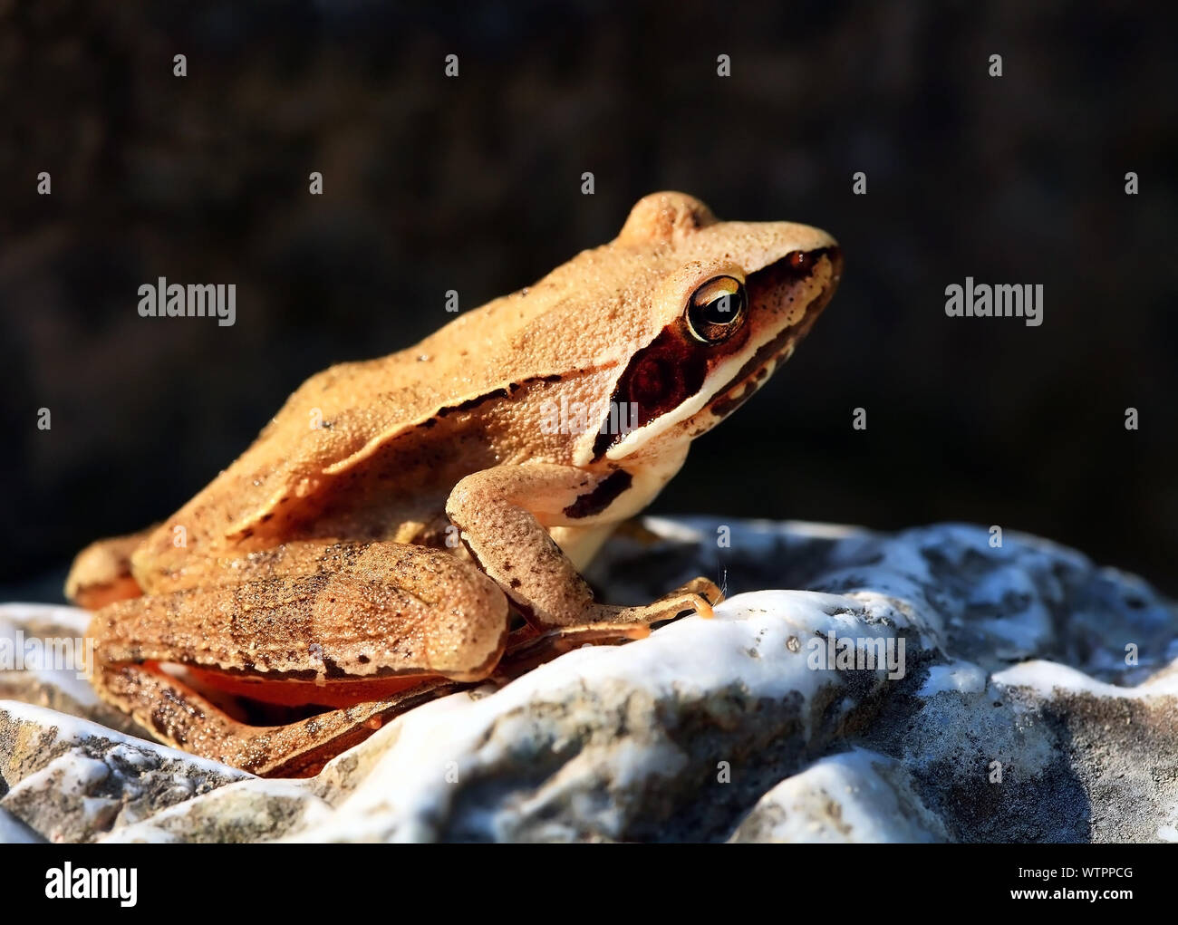 Frog on rock hi-res stock photography and images - Alamy