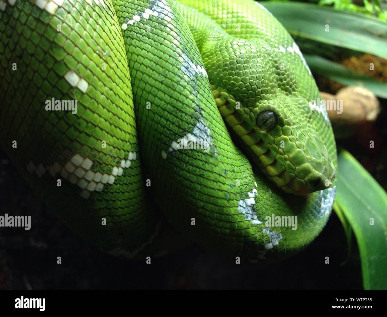 Rolled snake hi-res stock photography and images - Alamy