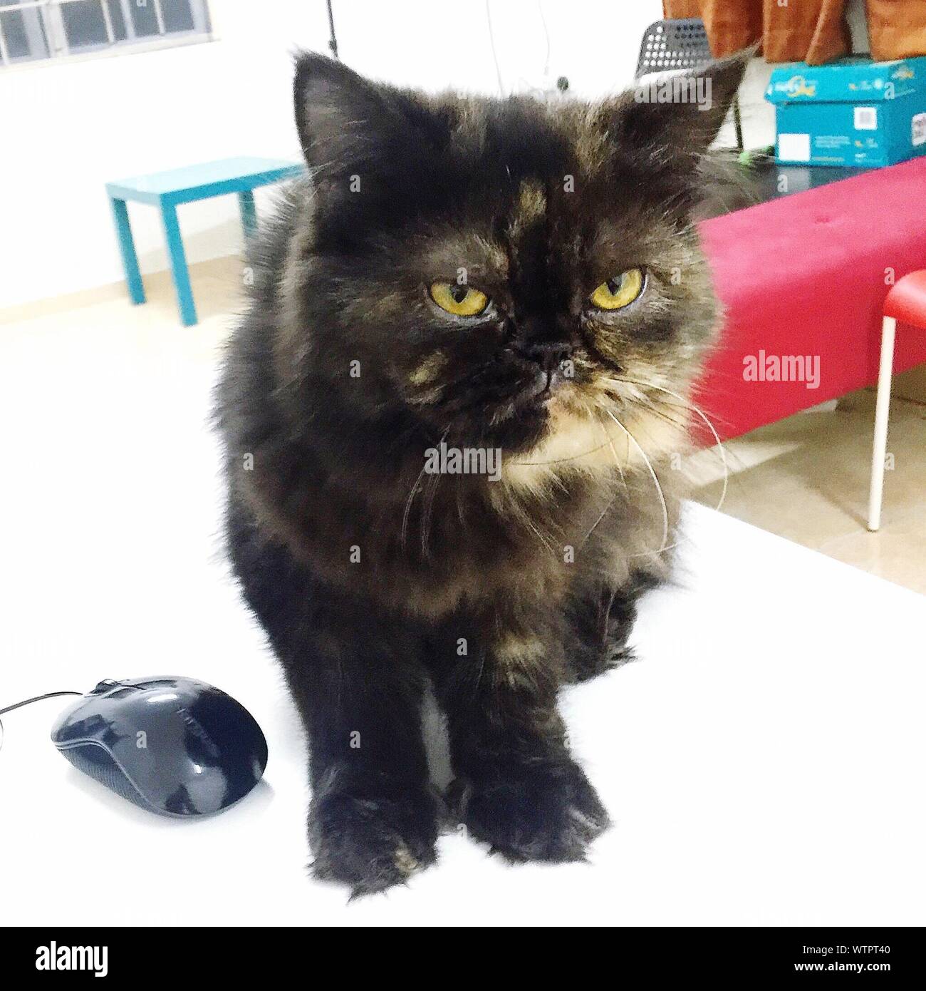 Cat computer mouse hi-res stock photography and images - Alamy