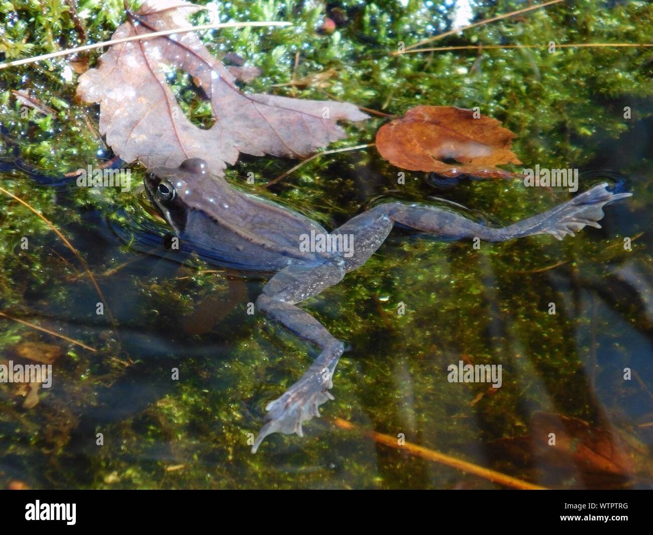 Moss Floating Pond High Resolution Stock Photography and Images - Alamy