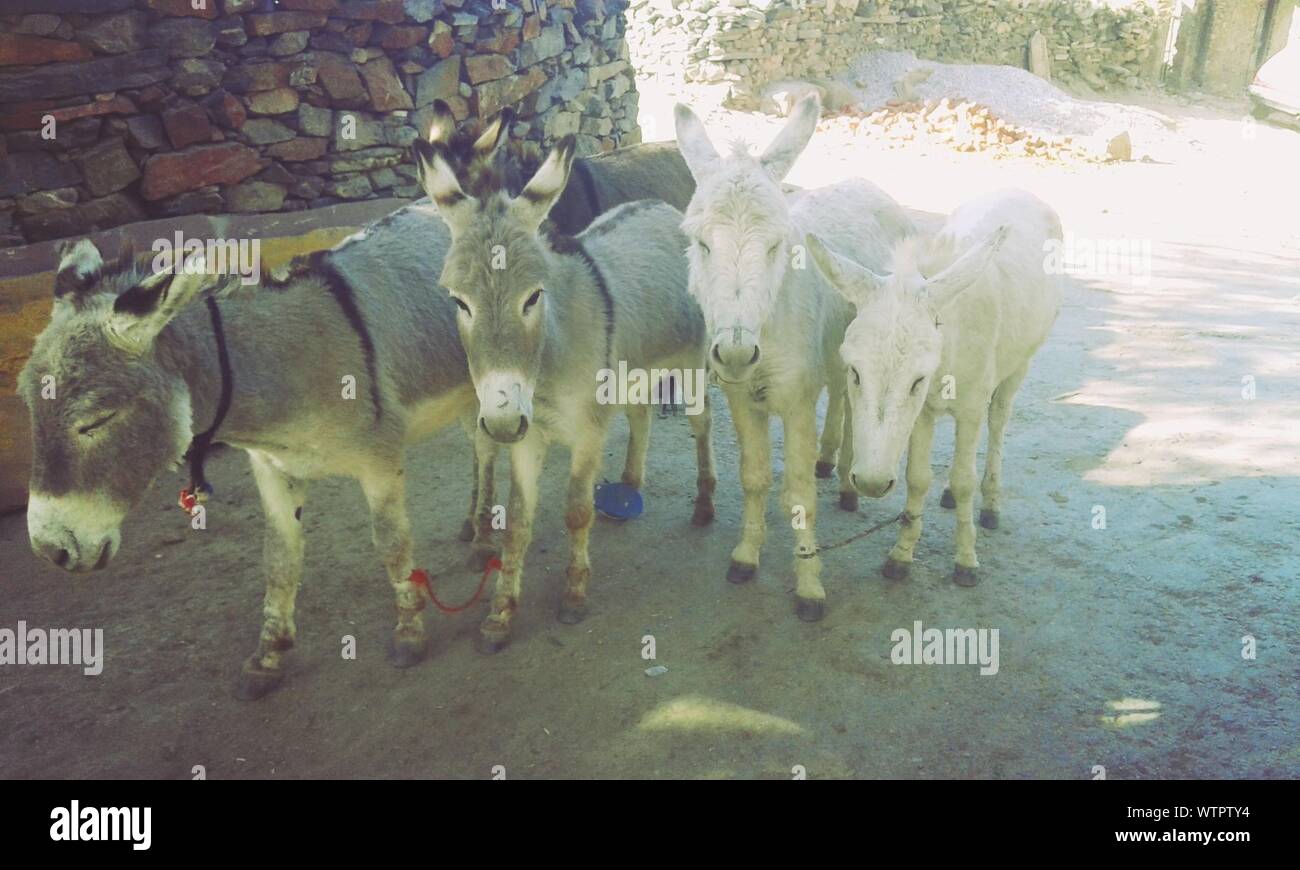 Street people donkeys hi-res stock photography and images - Alamy