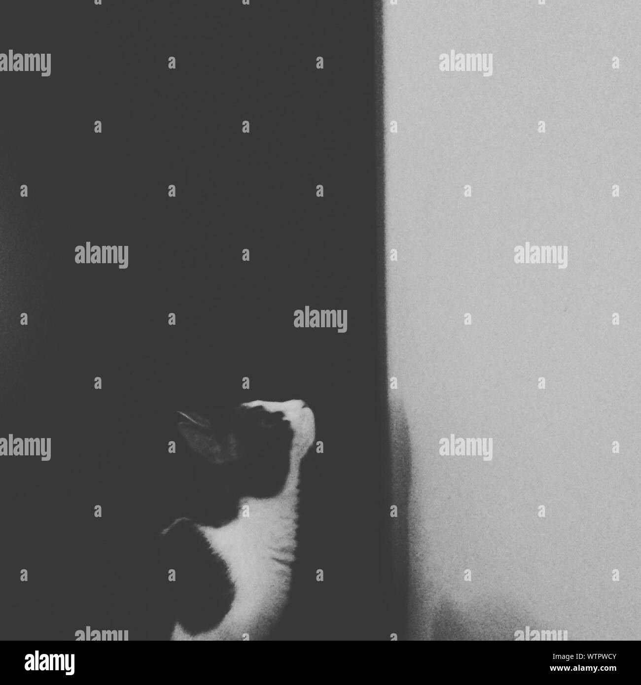 Cat staring at wall Black and White Stock Photos & Images - Alamy
